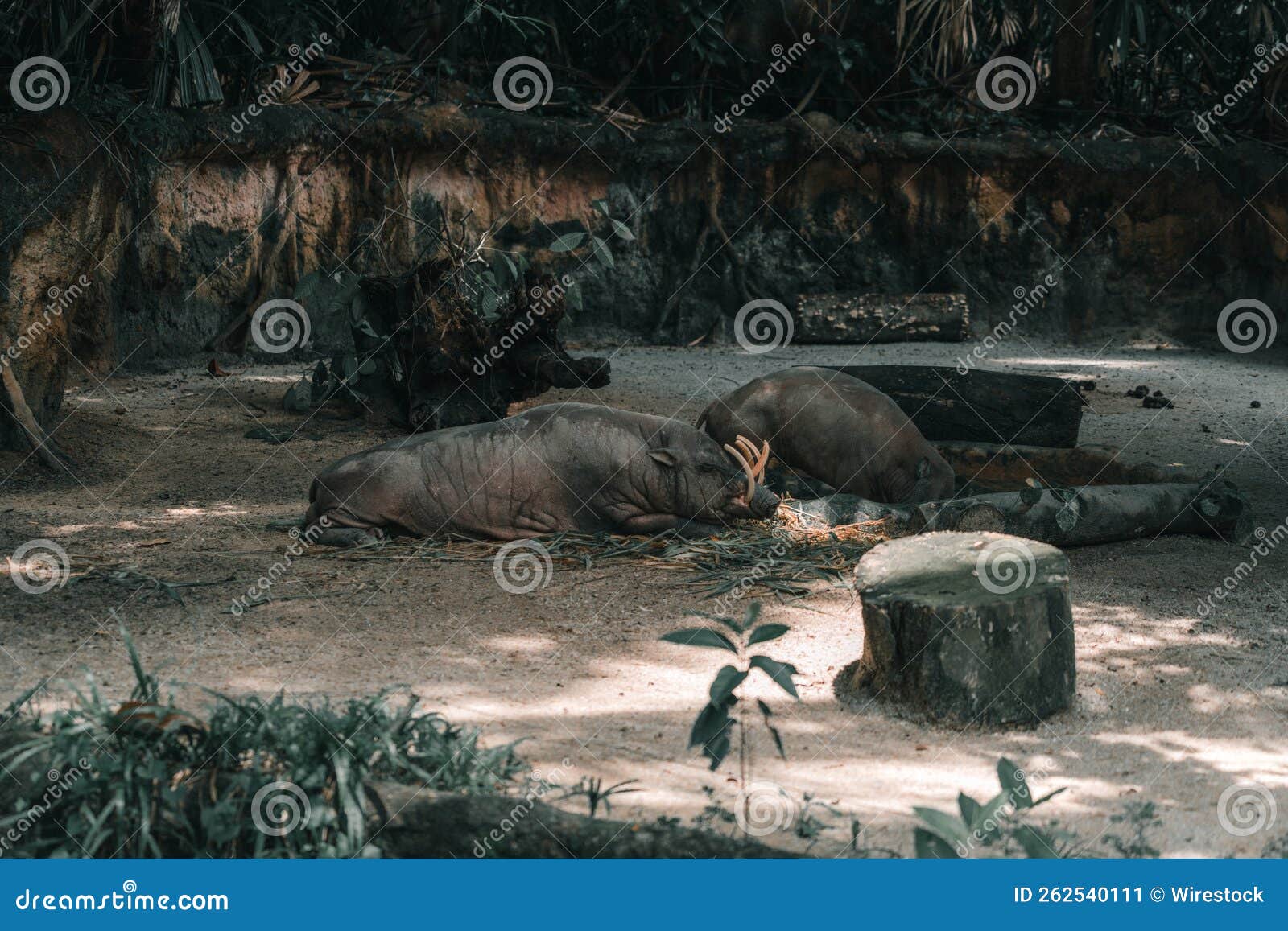 Wild Pig Babirussa in a Zoo Stock Image - Image of furry, funny: 262540111