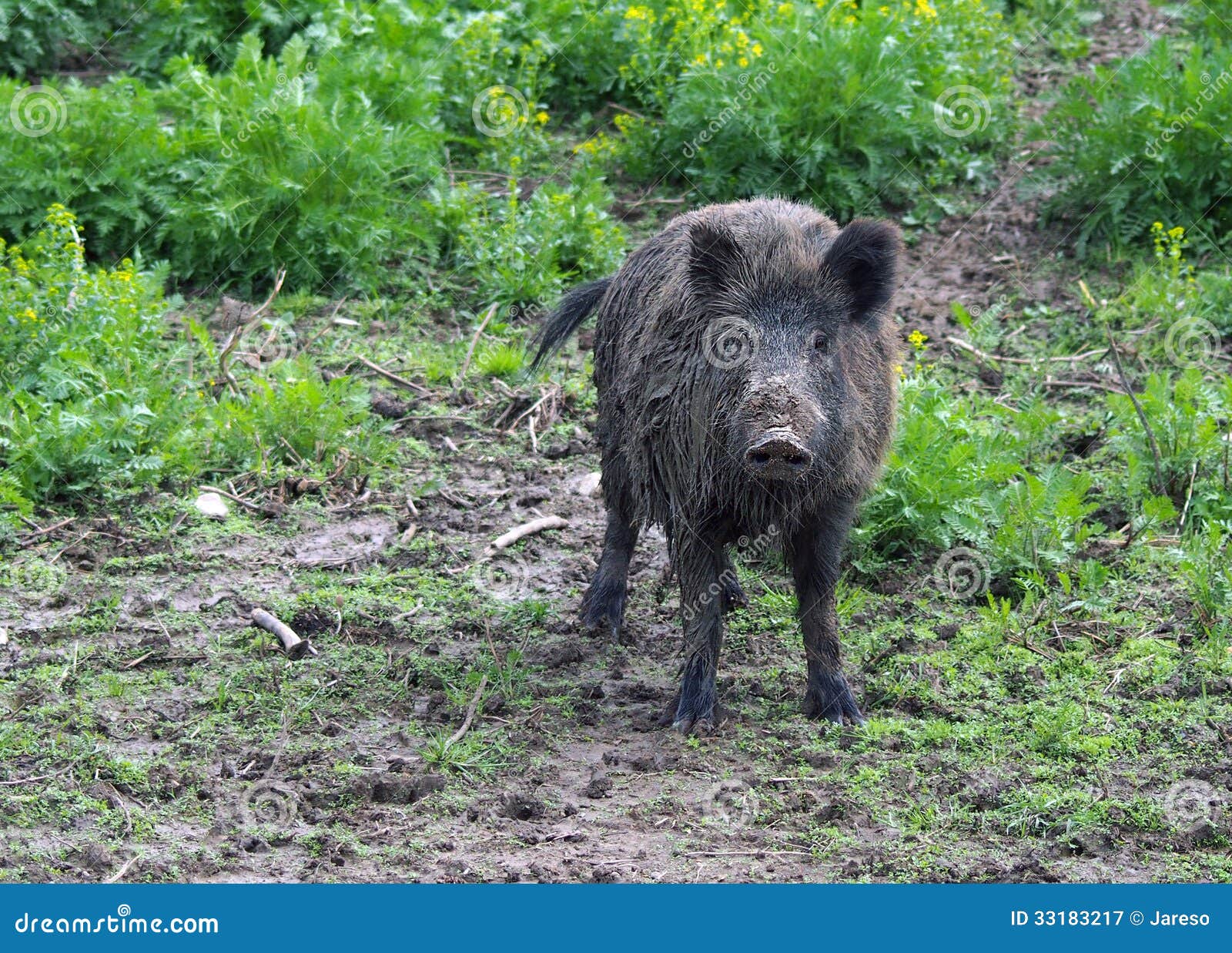 Wild pig or boar stock image. Image of creature, natural - 33183217