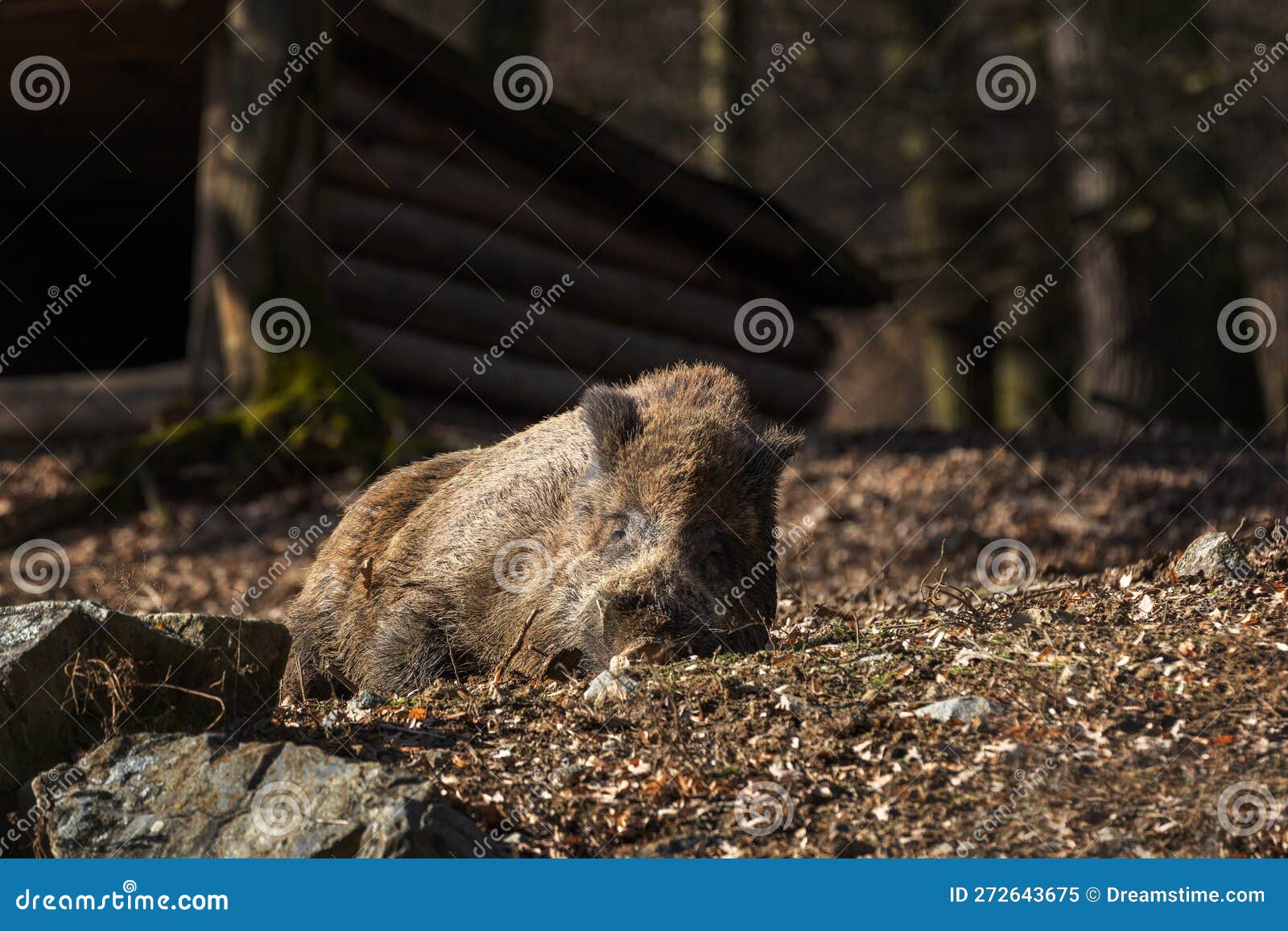 A Wild Pig Boar Lying in the Forest Basking in the Sun Stock Image ...