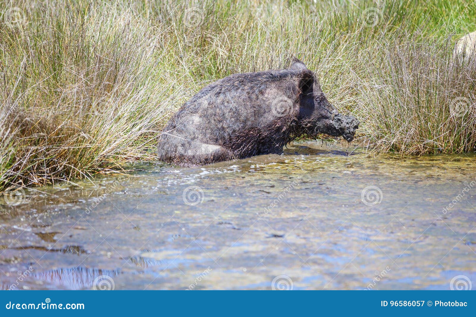 Wild Pig Cooling Down in Swamp Stock Image - Image of summer, water ...