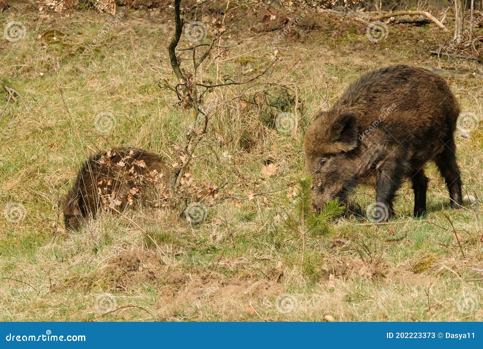 Wild Pig with Cute Piglets Eating on Grassland with Trees Stock Image ...