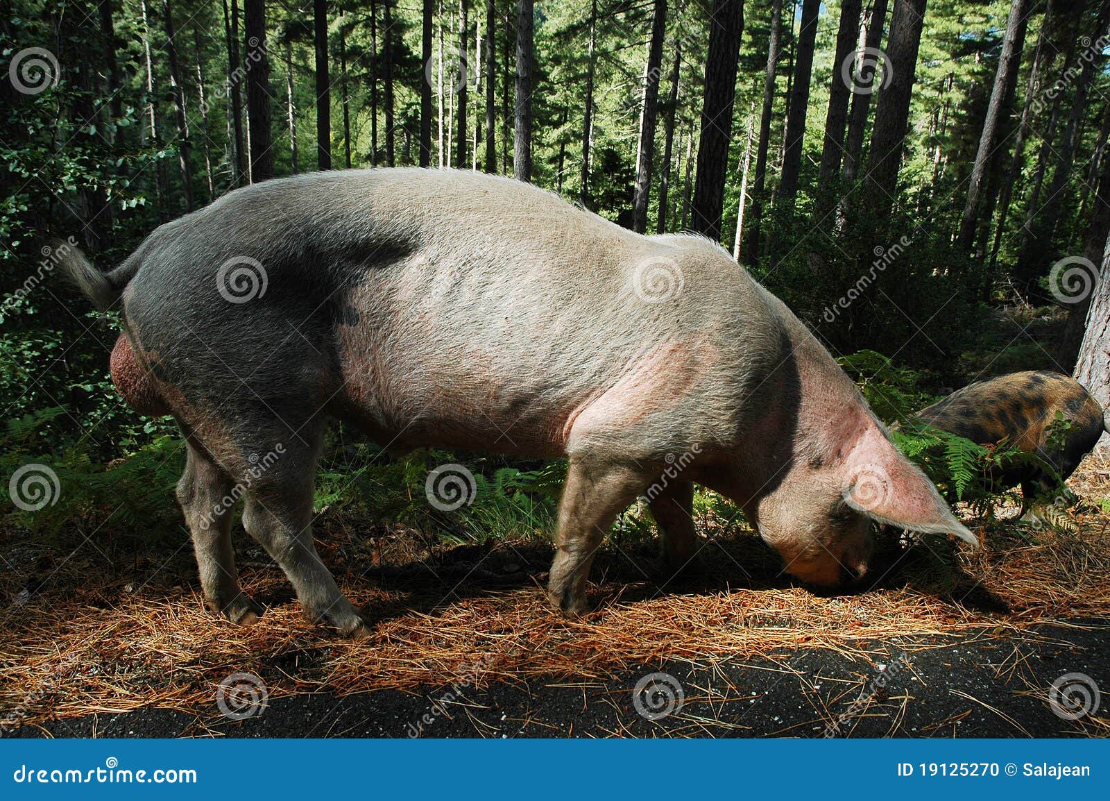 Wild pig in the forest stock photo. Image of color, piglet - 19125270