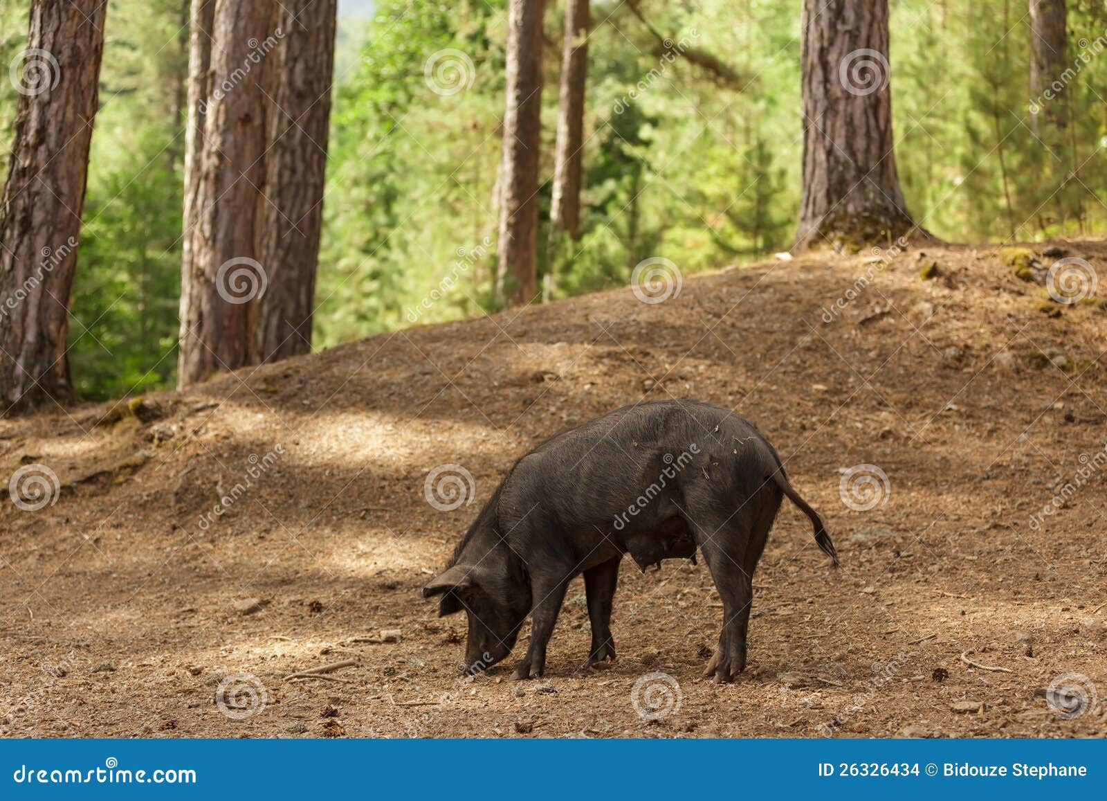 Wild pig in forest stock photo. Image of animal, tree - 26326434
