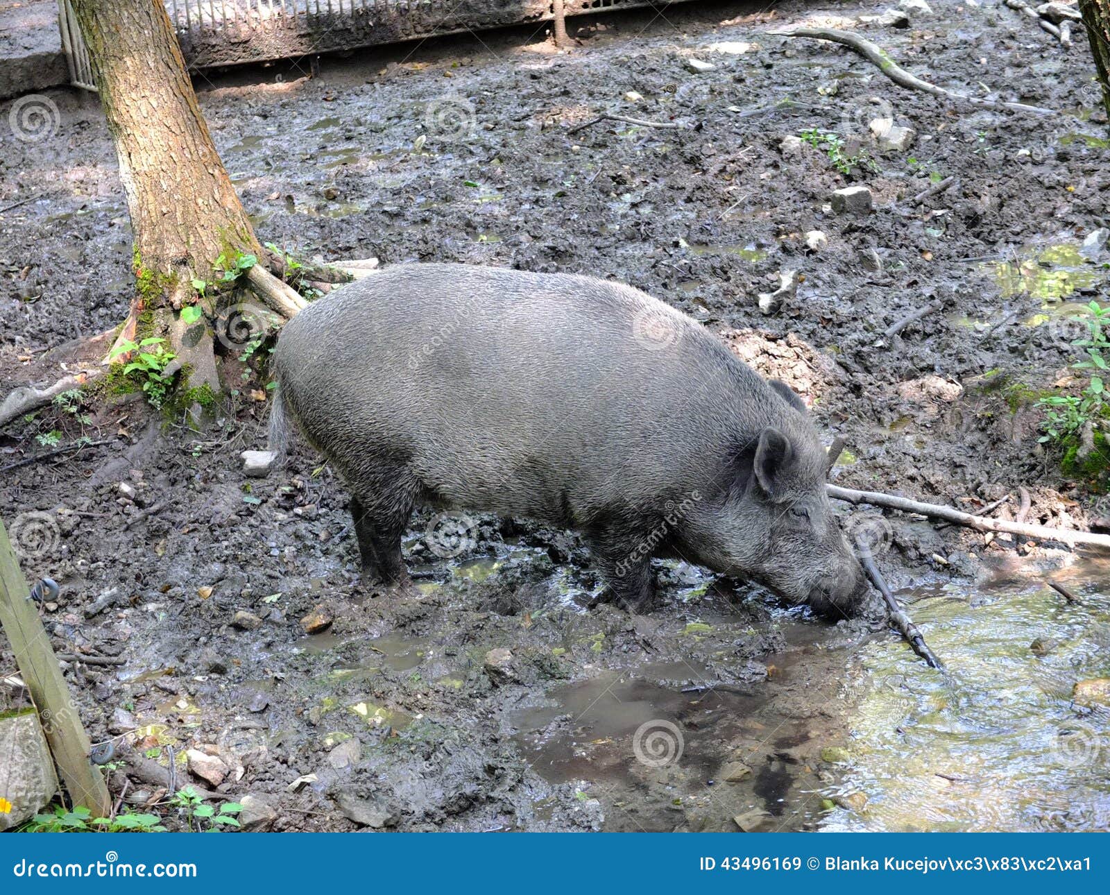 Wild pig stock image. Image of wildlife, wild, nature - 43496169