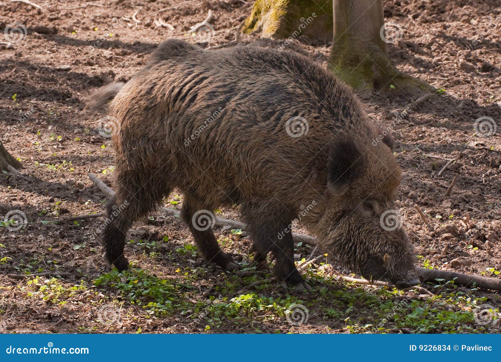 Wild pig in the forest stock photo. Image of hoofs, danger - 9226834