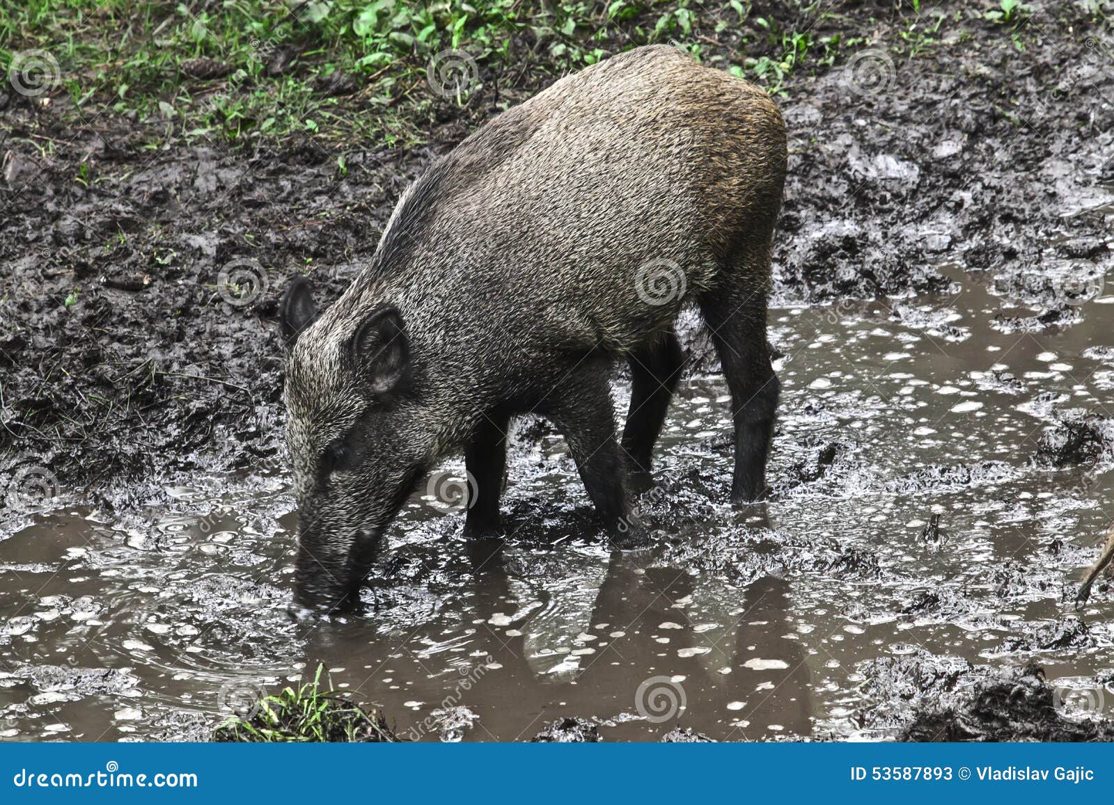 Wild pig in the forest stock image. Image of head, omnivores - 53587893