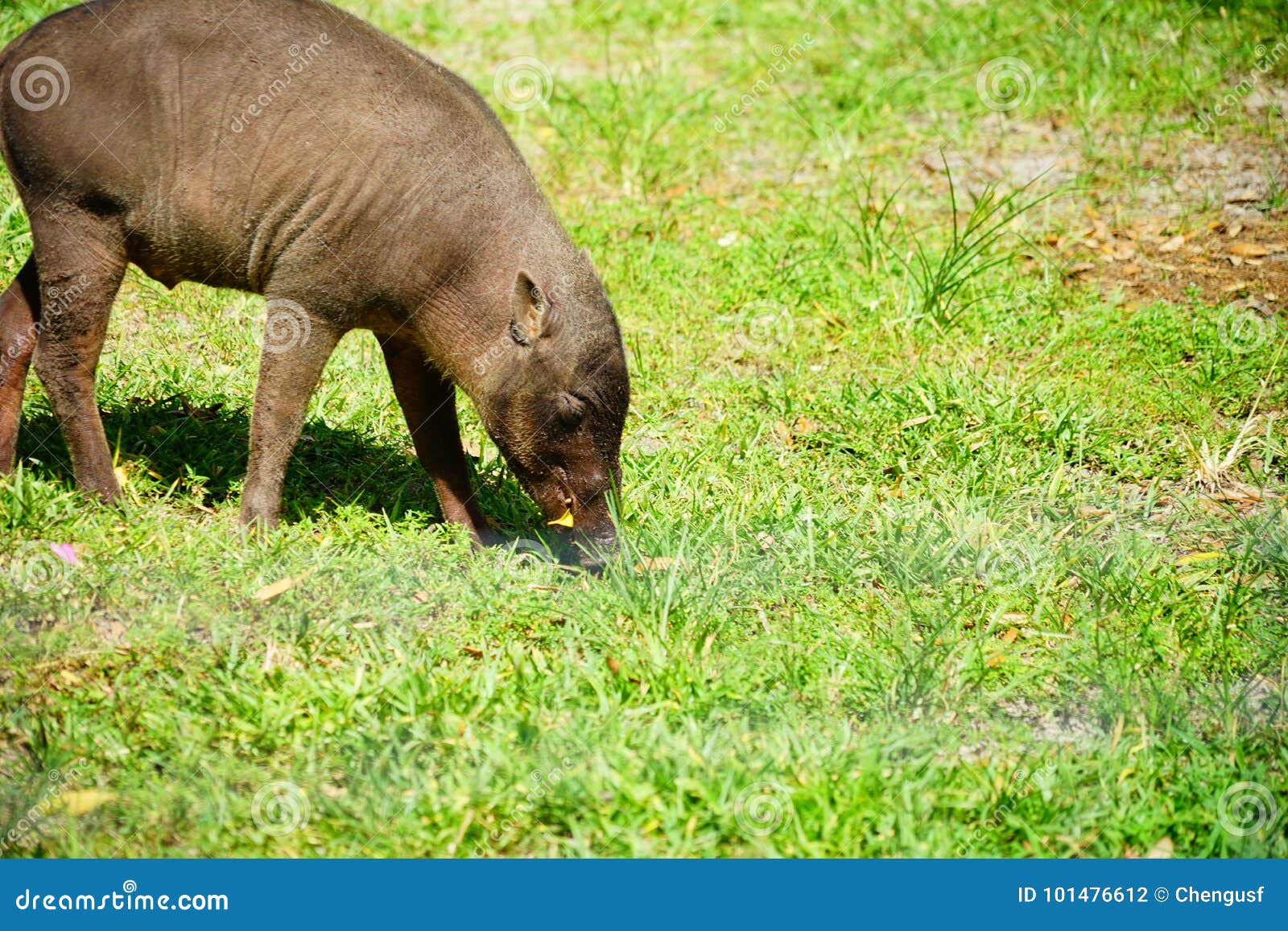 Wild pig stock photo. Image of head, beautiful, grassland - 101476612