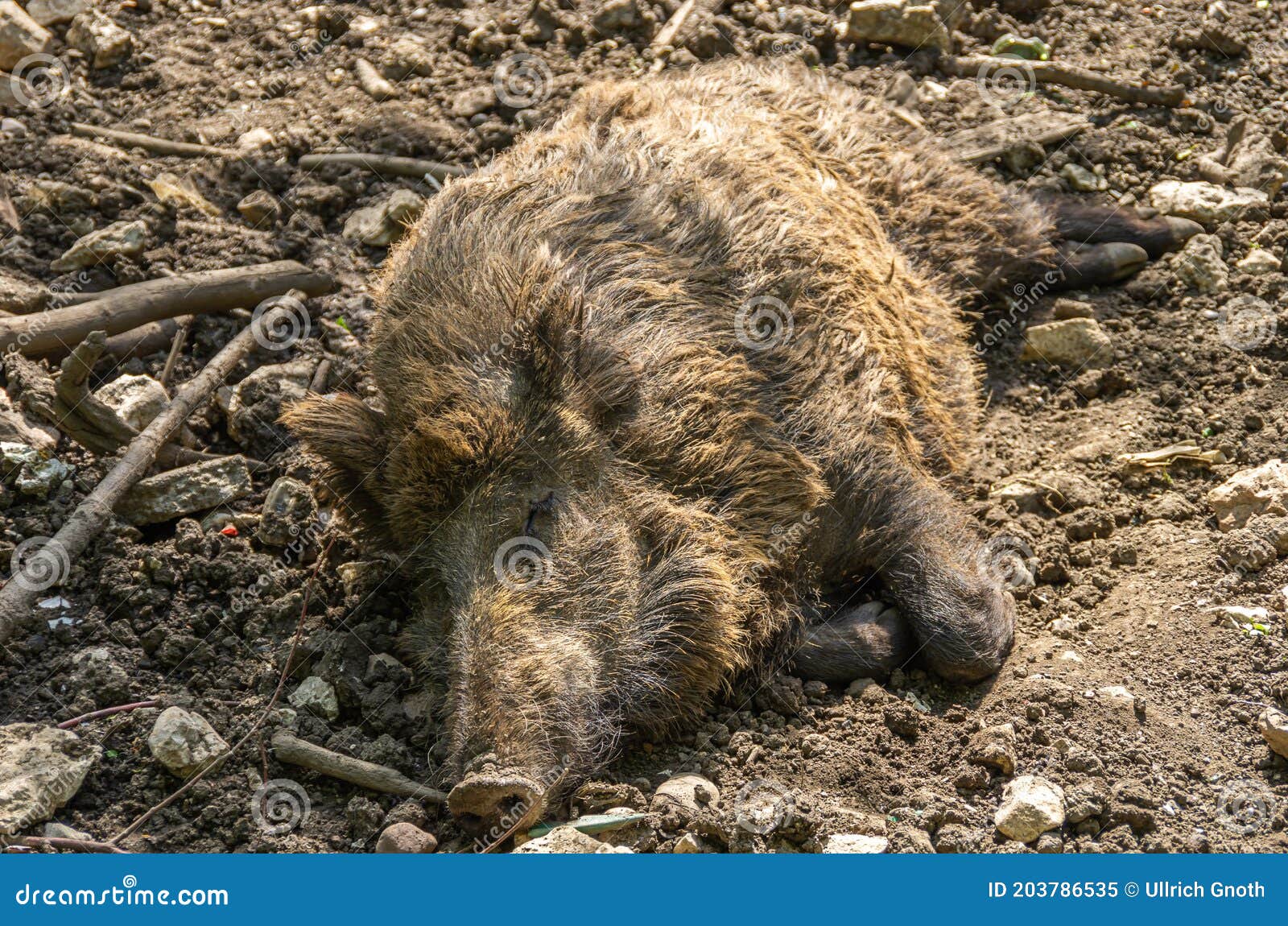 Wild Pig on the Ground stock image. Image of nature - 203786535