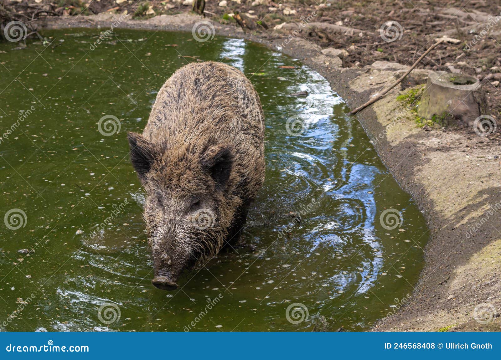 Wild Pig in a Puddle of Water Stock Photo - Image of dirty, live: 246568408