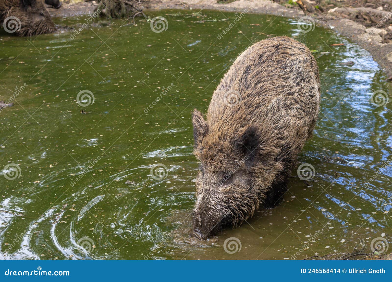 Wild Pig in a Puddle of Water Stock Photo - Image of hunting, grubs ...