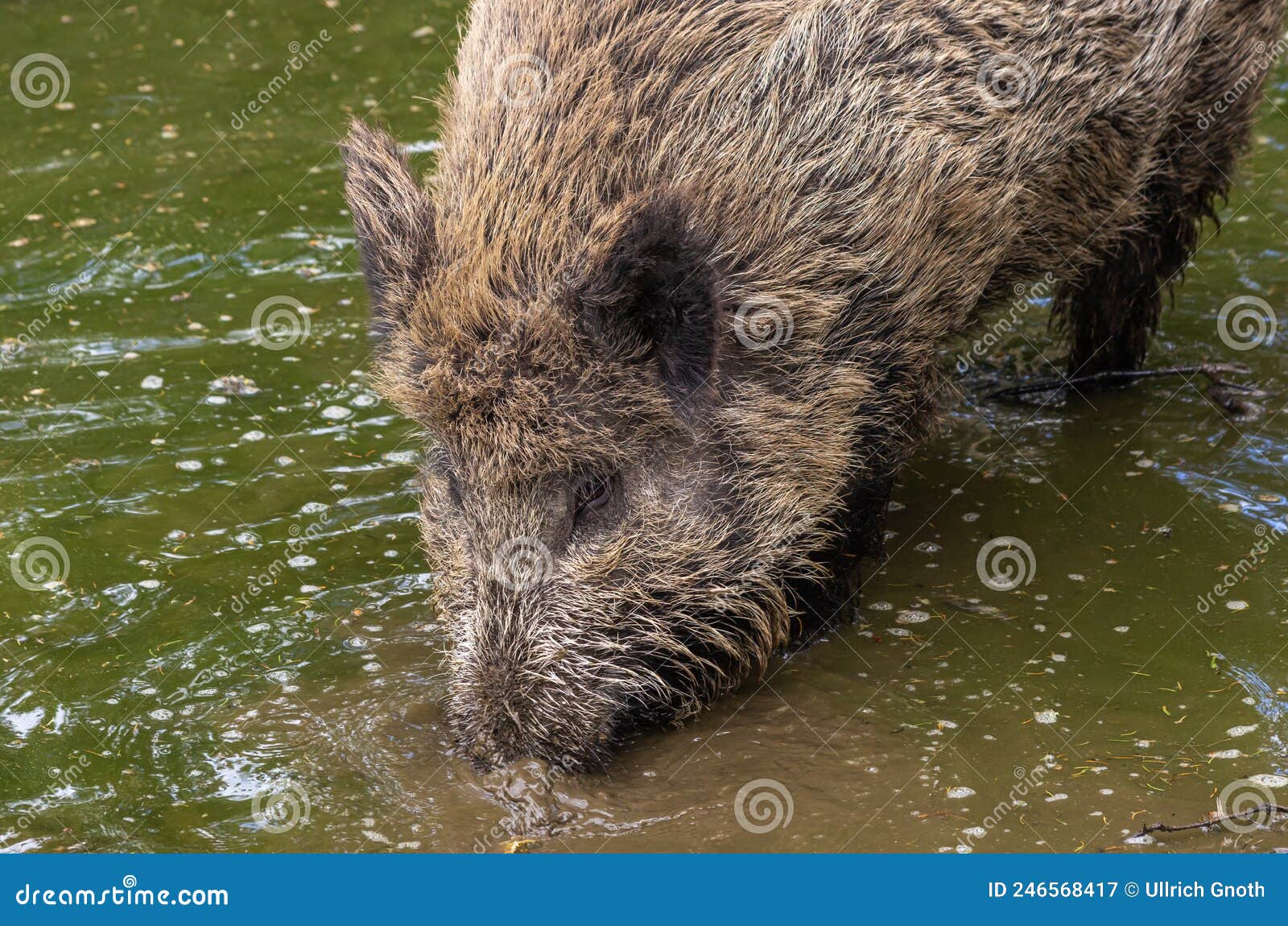 Wild Pig in a Puddle of Water Stock Image - Image of burrow, nutrition ...
