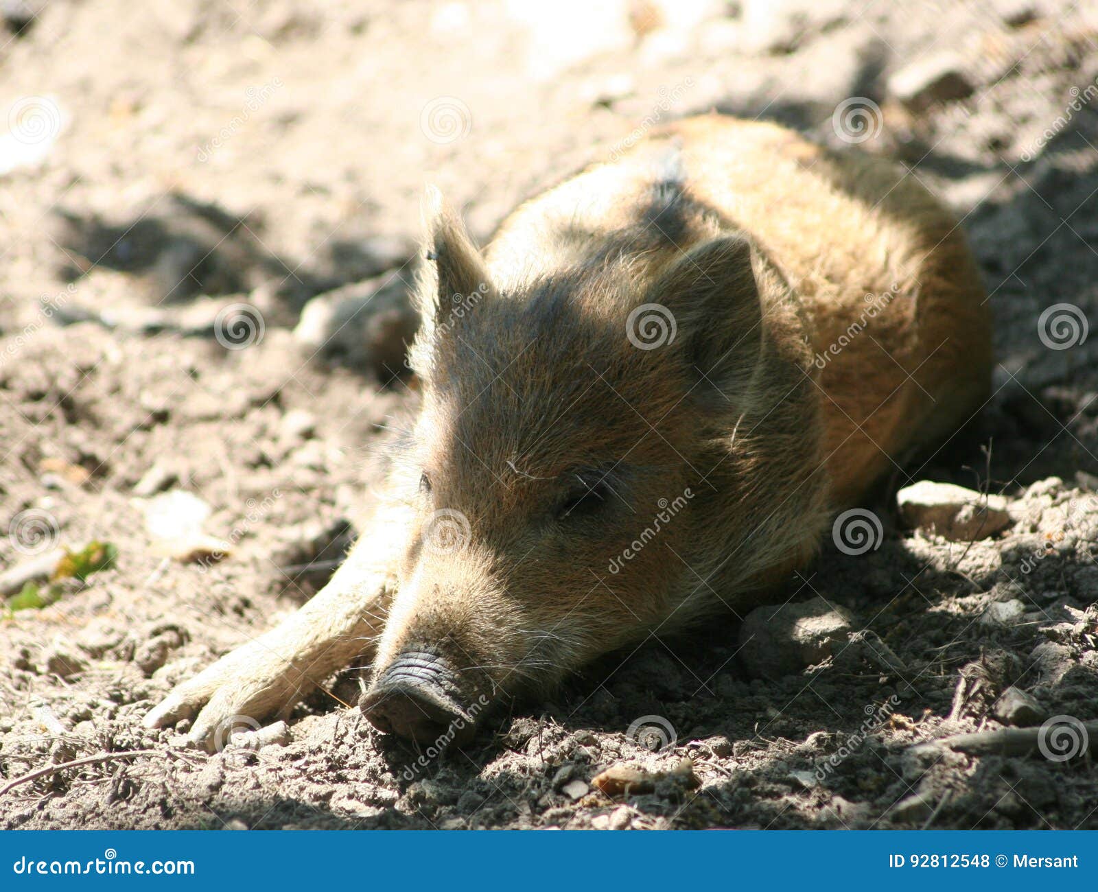 Wild pig stock photo. Image of little, pigs, cute, animals - 92812548