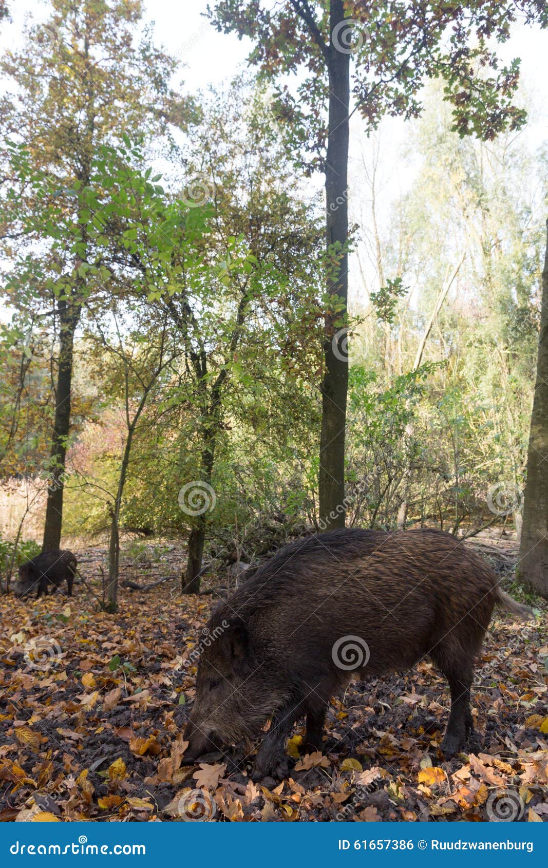 Wild pig. stock photo. Image of wild, wildlife, acorns - 61657386