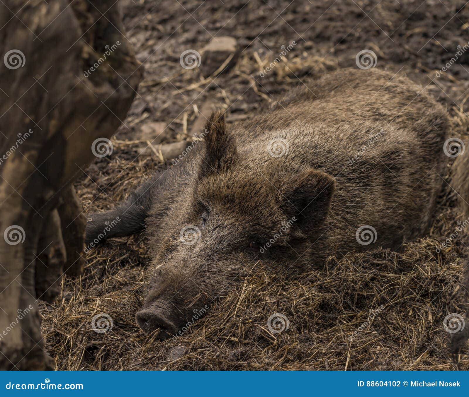 Wild Pig Lying on Wet Dirty Hay Stock Photo - Image of environment ...