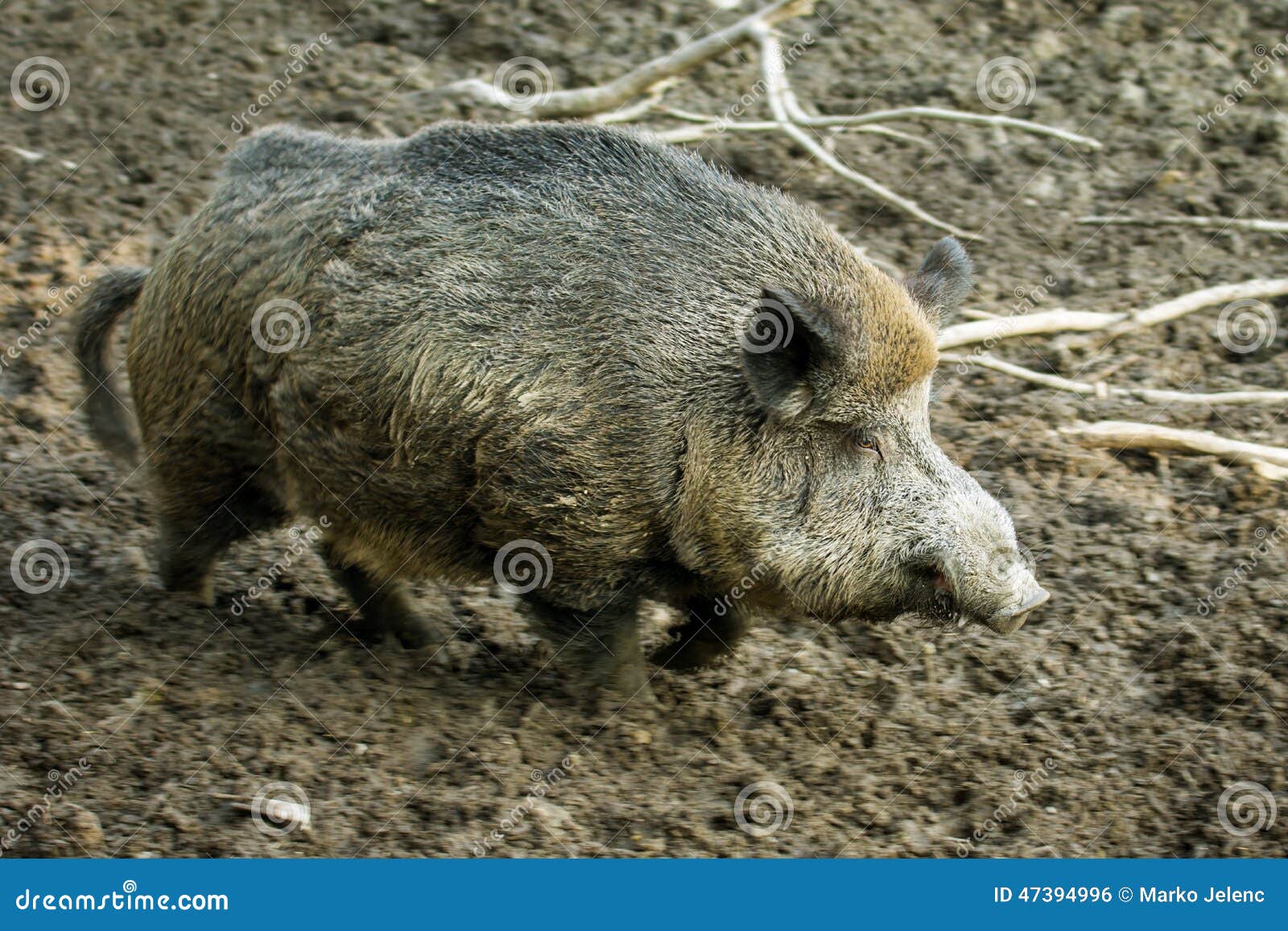 Wild pig stock photo. Image of natural, wild, einvoirement - 47394996