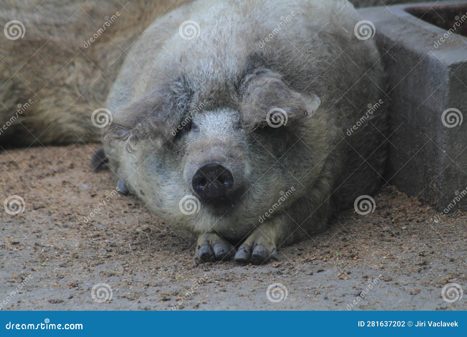 Wild pig is resting stock photo. Image of color, natural - 281637202