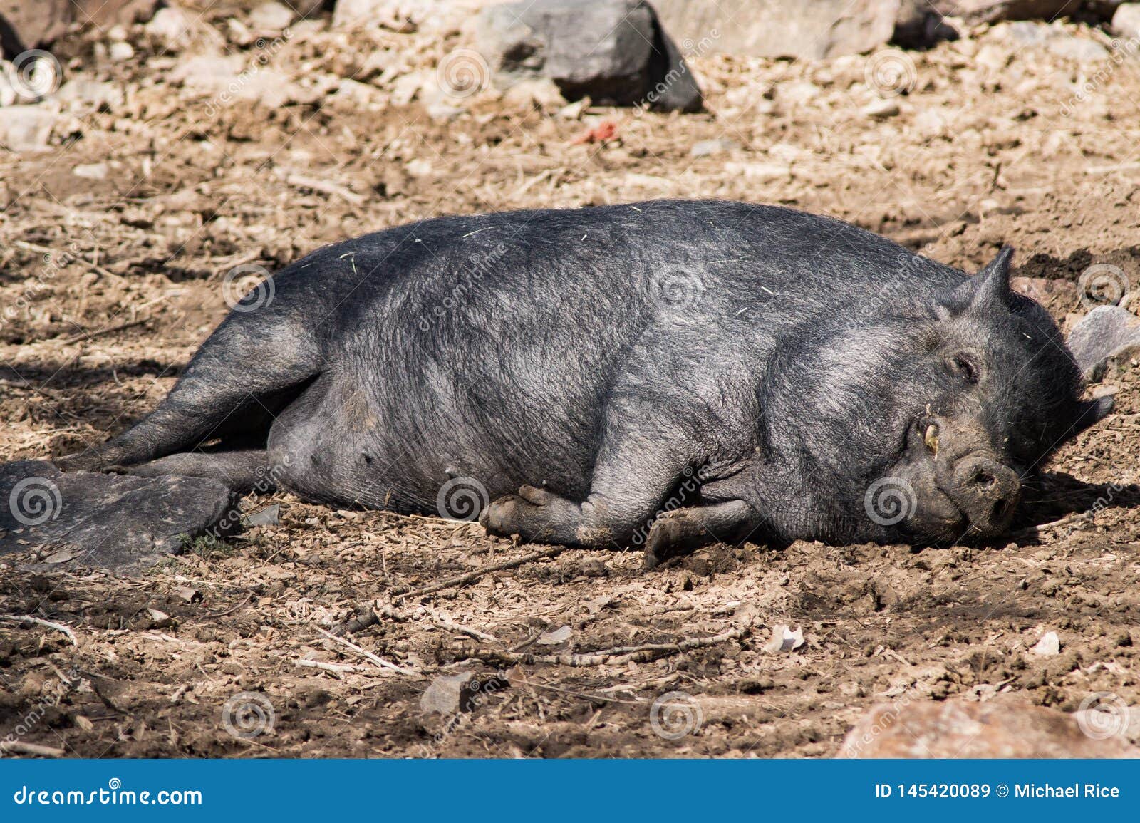 Wild Pig Resting Outdoors stock image. Image of habitat - 145420089