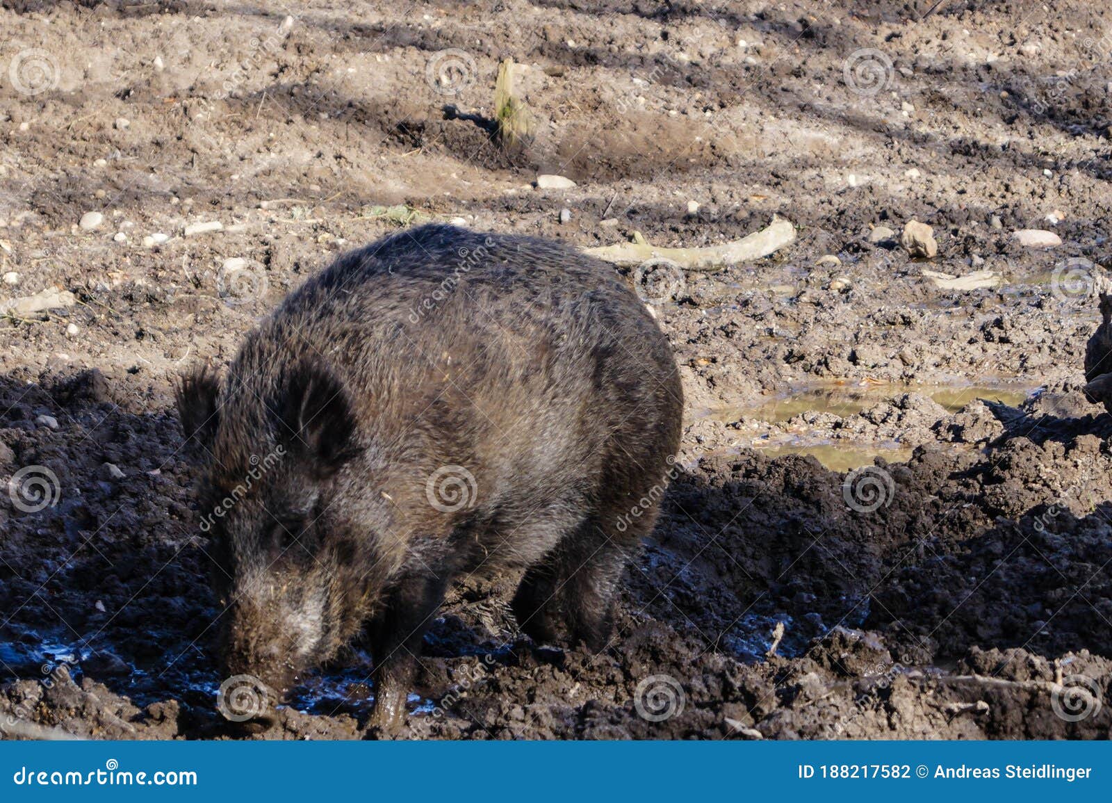 A wild pig stock photo. Image of animal, digging, outdoor - 188217582