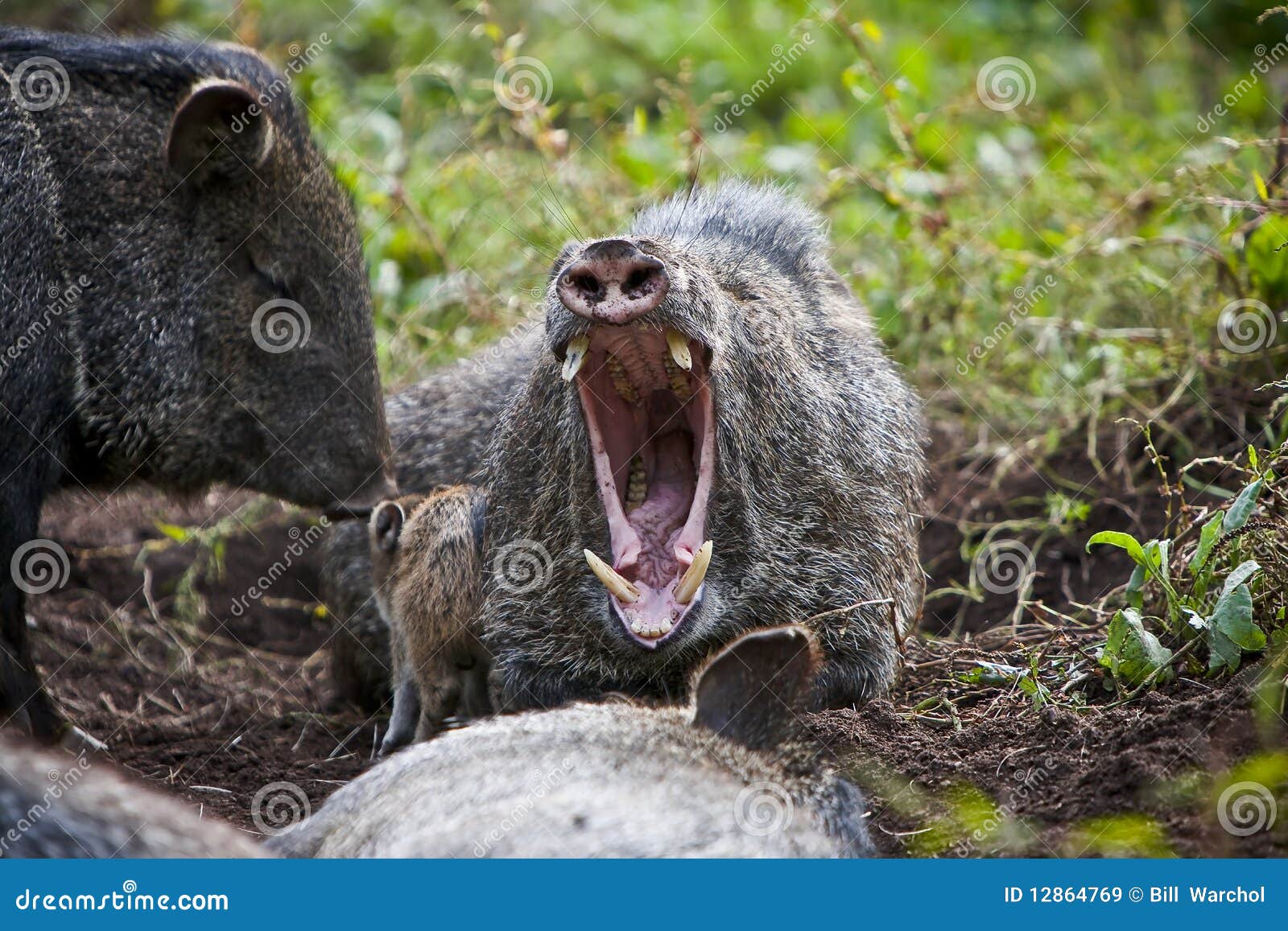 Wild pig yawning stock image. Image of kingdom, carnivore - 12864769