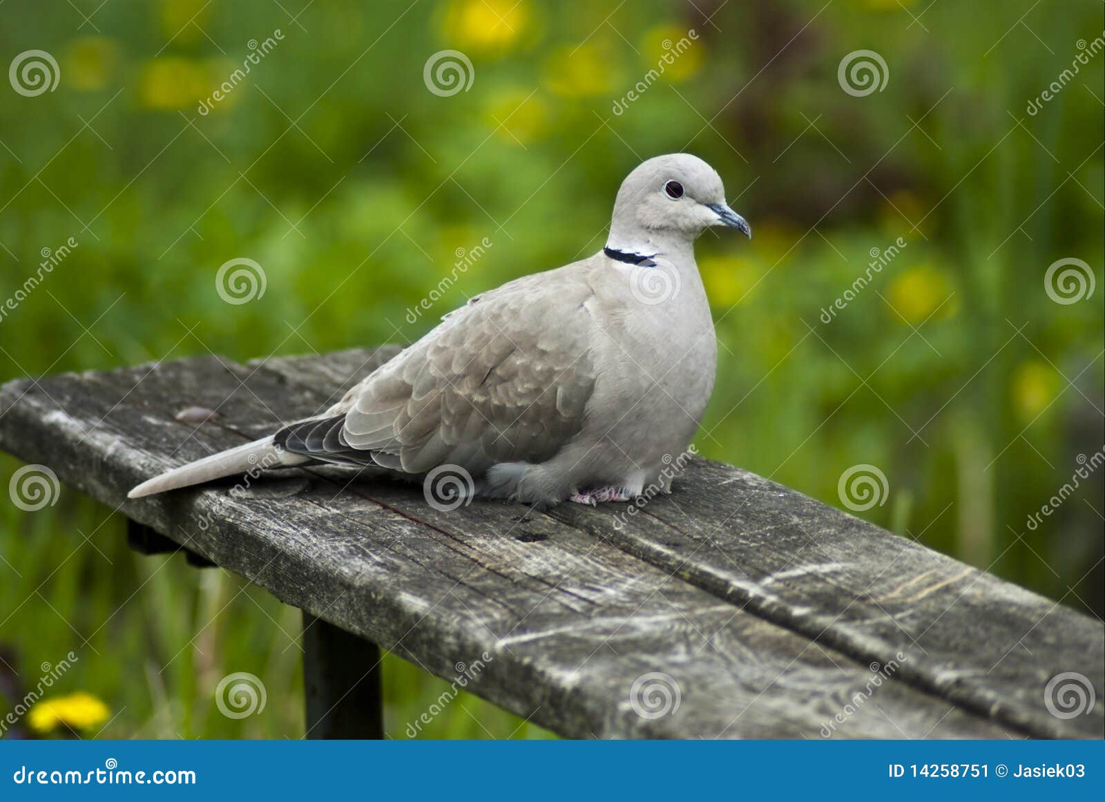 Wild pigeon stock image. Image of colorful, blue, nature - 14258751