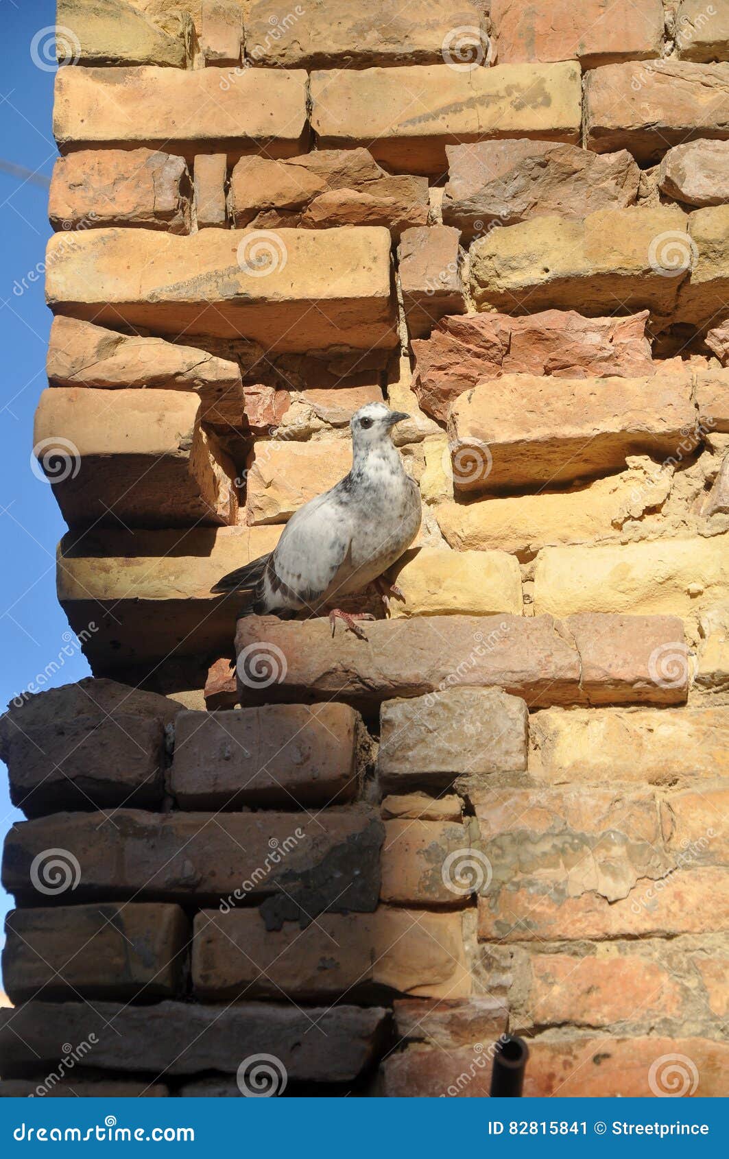 Pigeon On A Brick Wall Background View From Below Royalty-Free Stock ...