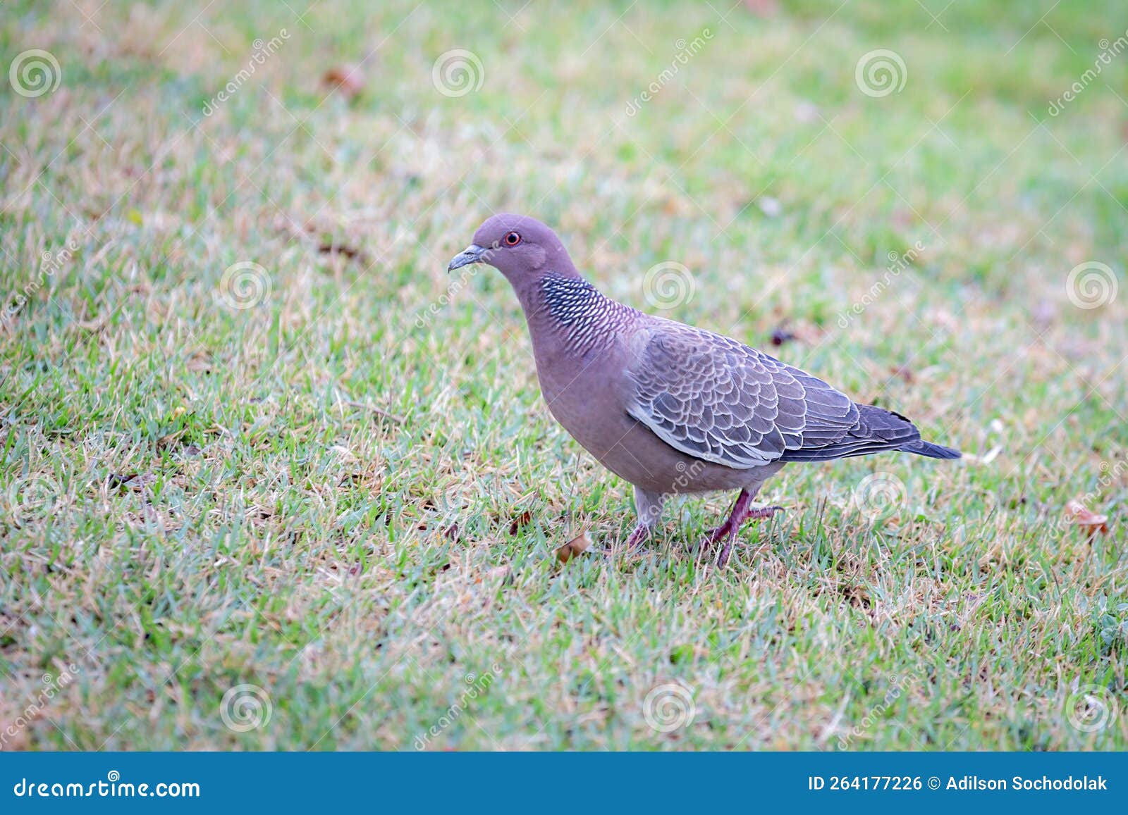 Wild Pigeon Known As "white Wing" Perched on Grass Ground in Selective ...