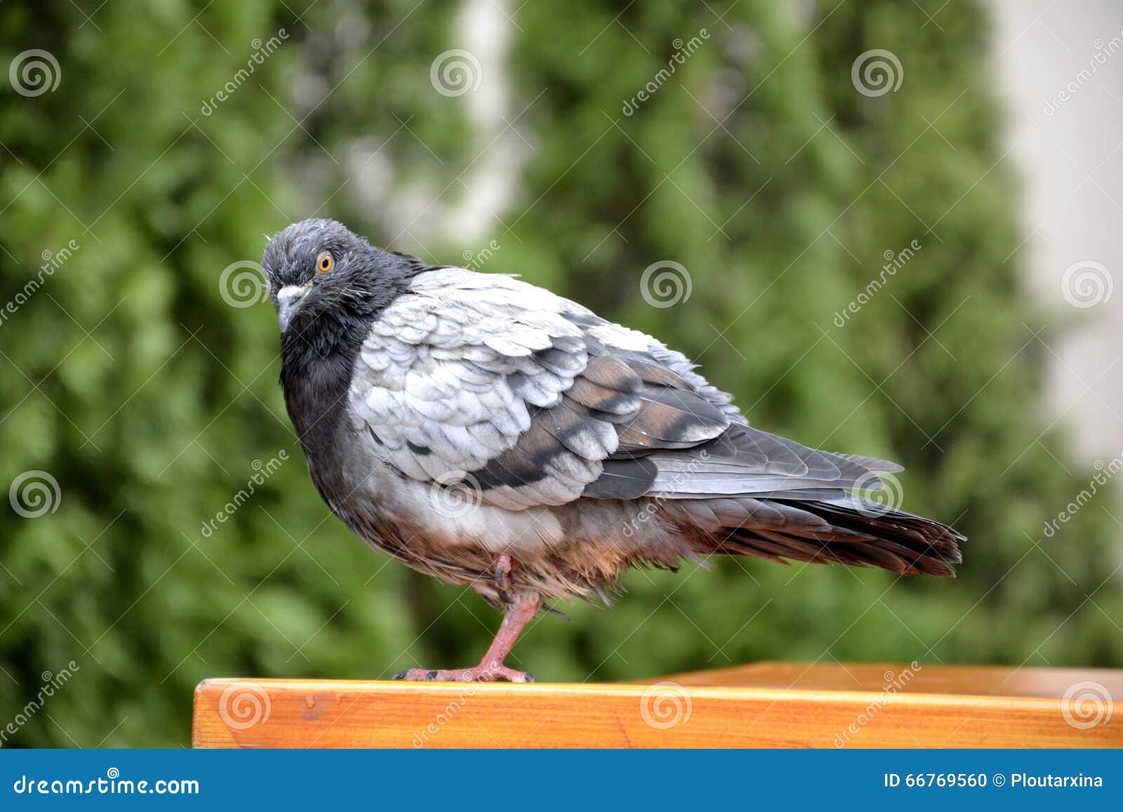 Wild pigeon portrait stock photo. Image of profile, dove - 66769560