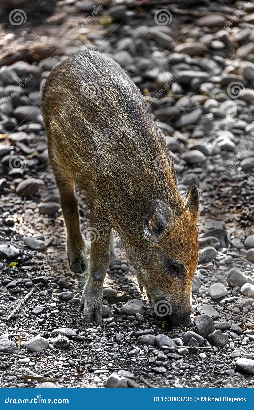 Wild piglet 7 stock image. Image of fauna, boar, tail - 153803235