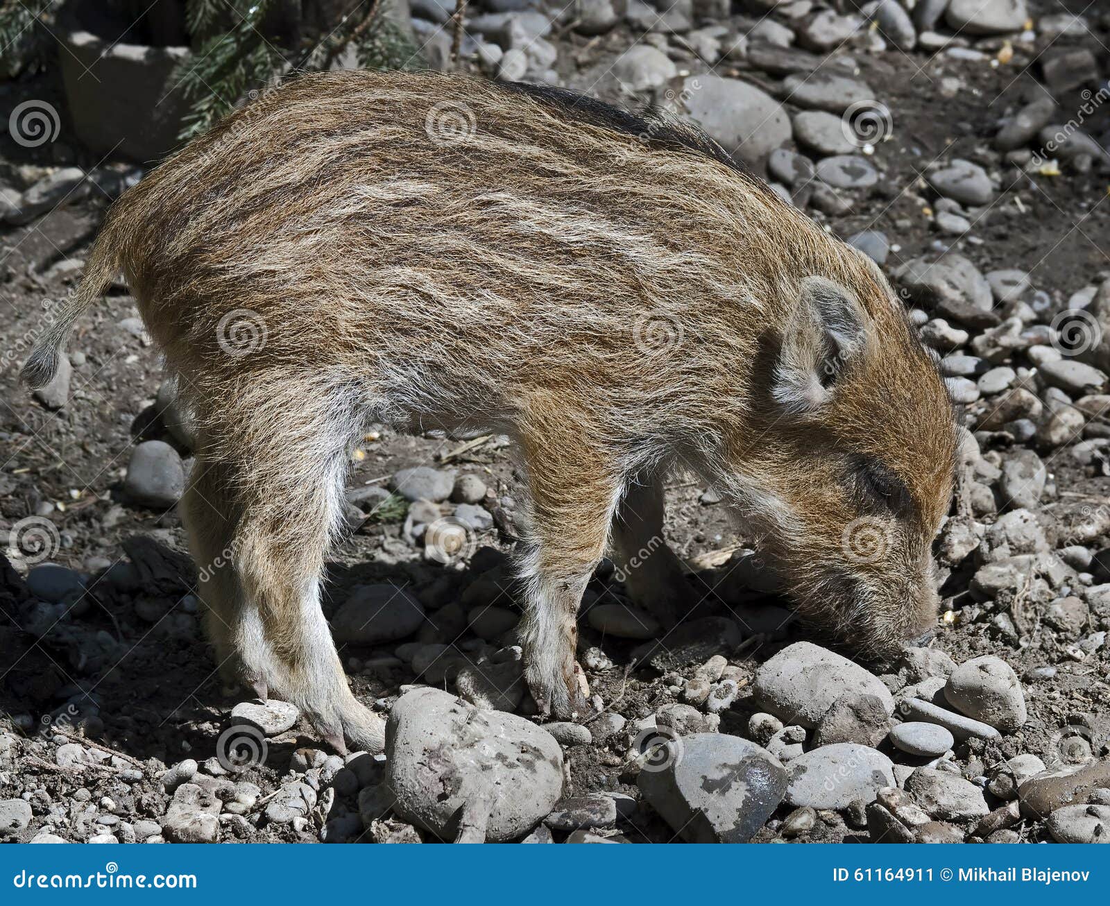 Wild piglet 2 stock image. Image of nice, nature, boar - 61164911