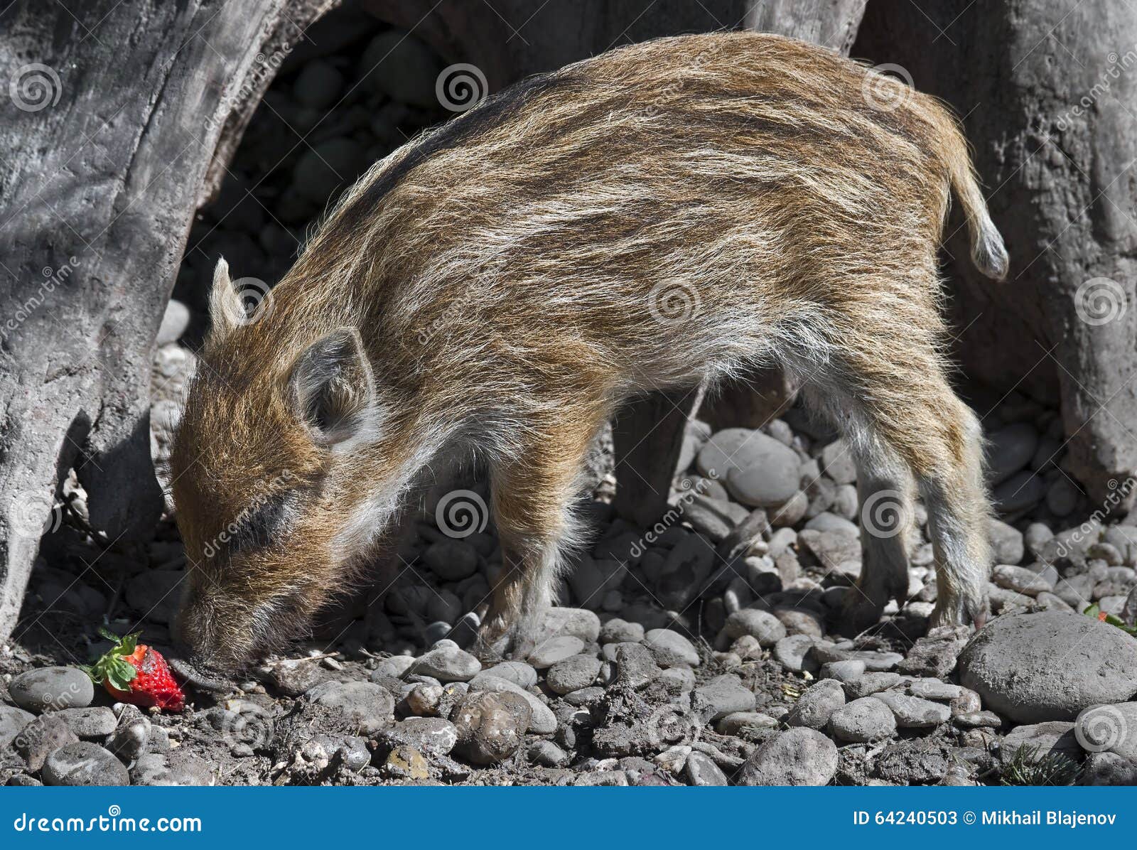 Wild piglet 5 stock image. Image of animal, zoology, wild - 64240503