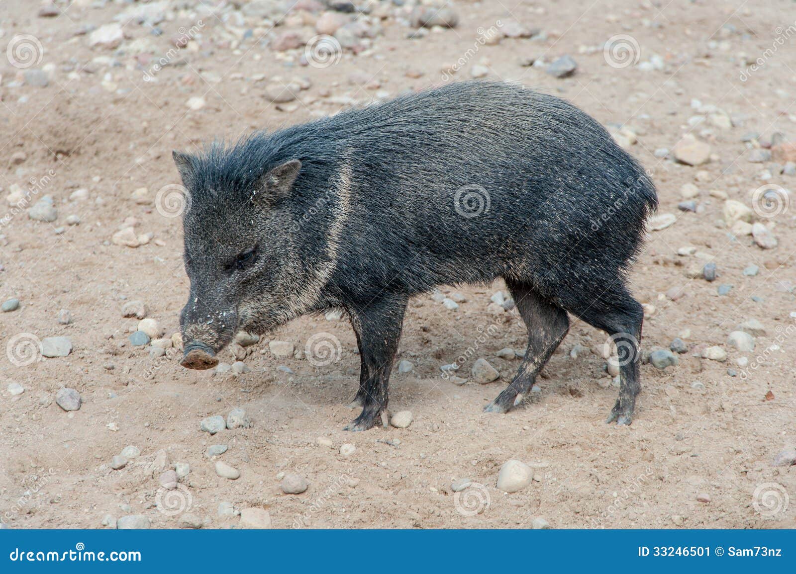 Wild piglet stock image. Image of brown, ground, summer - 33246501