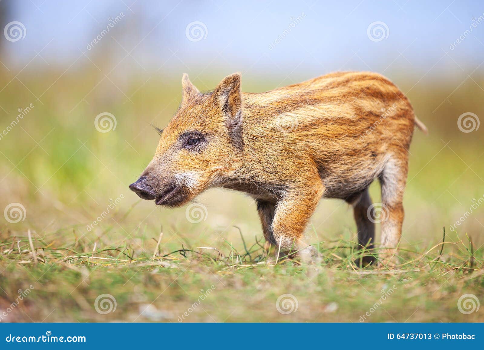 Wild piglet on summer day stock image. Image of wild - 64737013