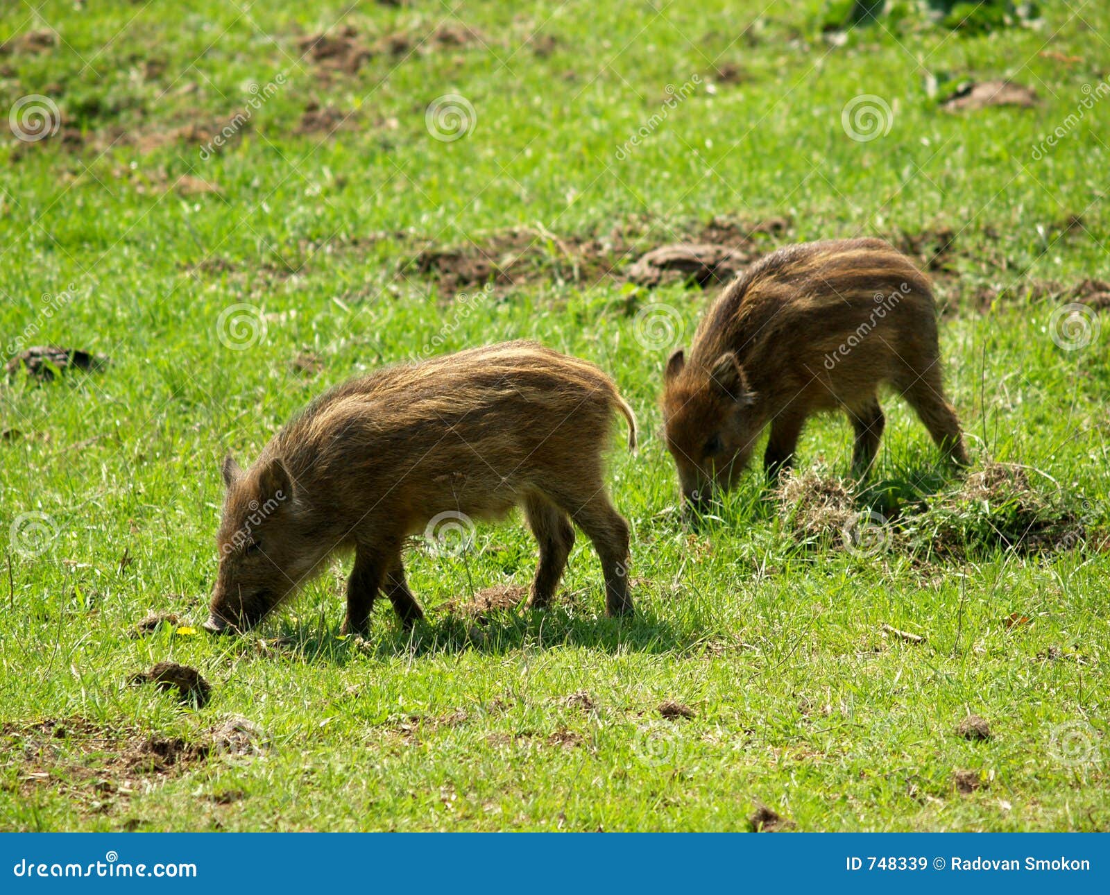 Wild piglets stock image. Image of spring, animal, boar - 748339