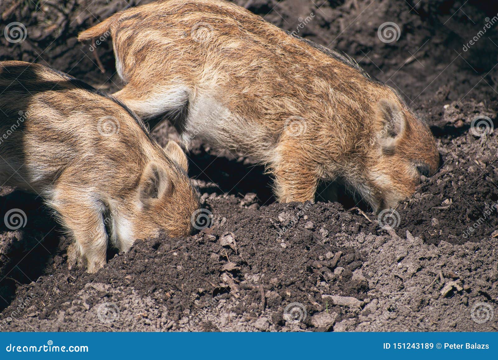 Wild Piglets Wild Boar Digging Dirt Stock Image - Image of nose, wild ...