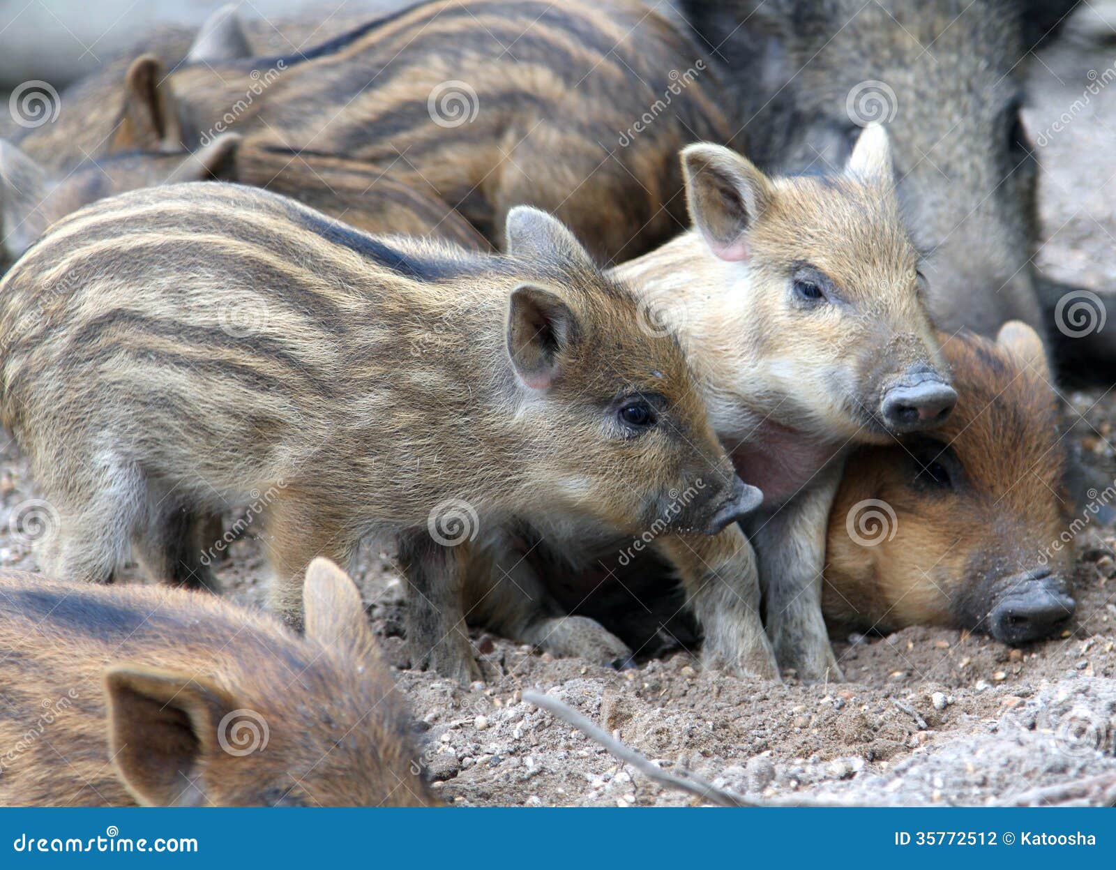 Wild piglets stock photo. Image of small, mini, outdoors - 35772512