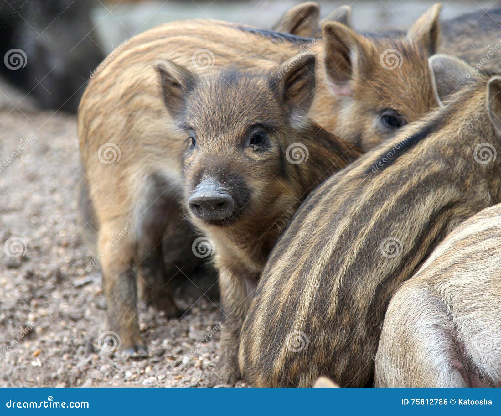 Wild piglets stock photo. Image of funny, live, boar - 75812786