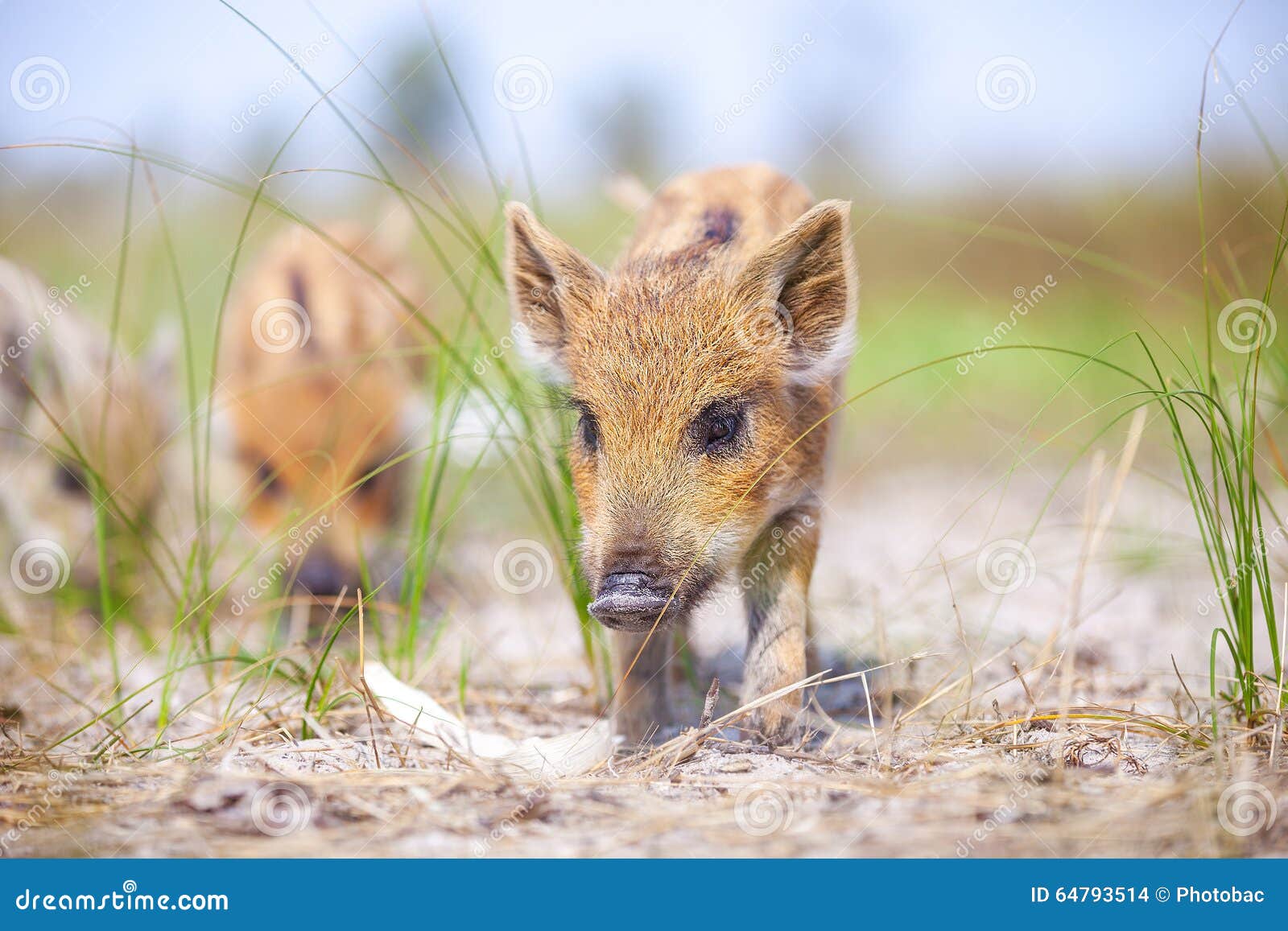 Wild Piglets Standing on a Path. Stock Photo - Image of group, sunny ...