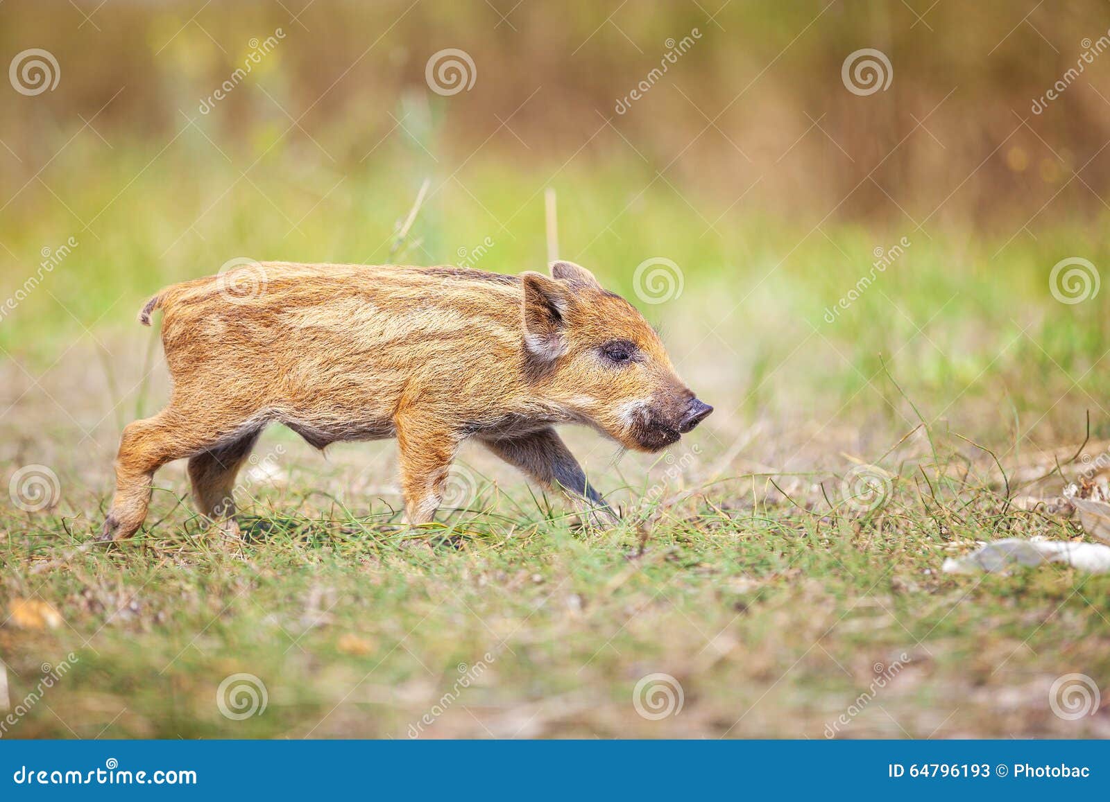 Wild Piglets on a Summer Day. Stock Image - Image of boar, summer: 64796193