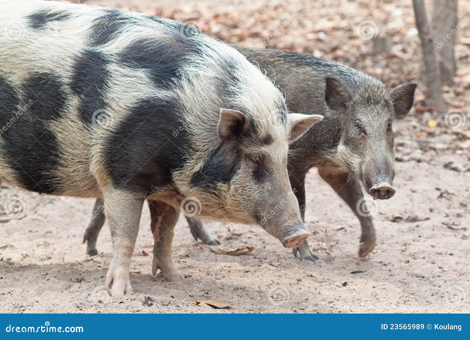 Wild pigs stock image. Image of snout, eating, hair, bacon - 23565989