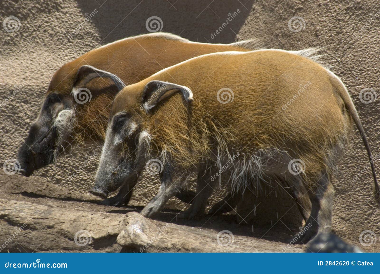 645 Pigs Together Photos - Free & Royalty-Free Stock Photos from Dreamstime