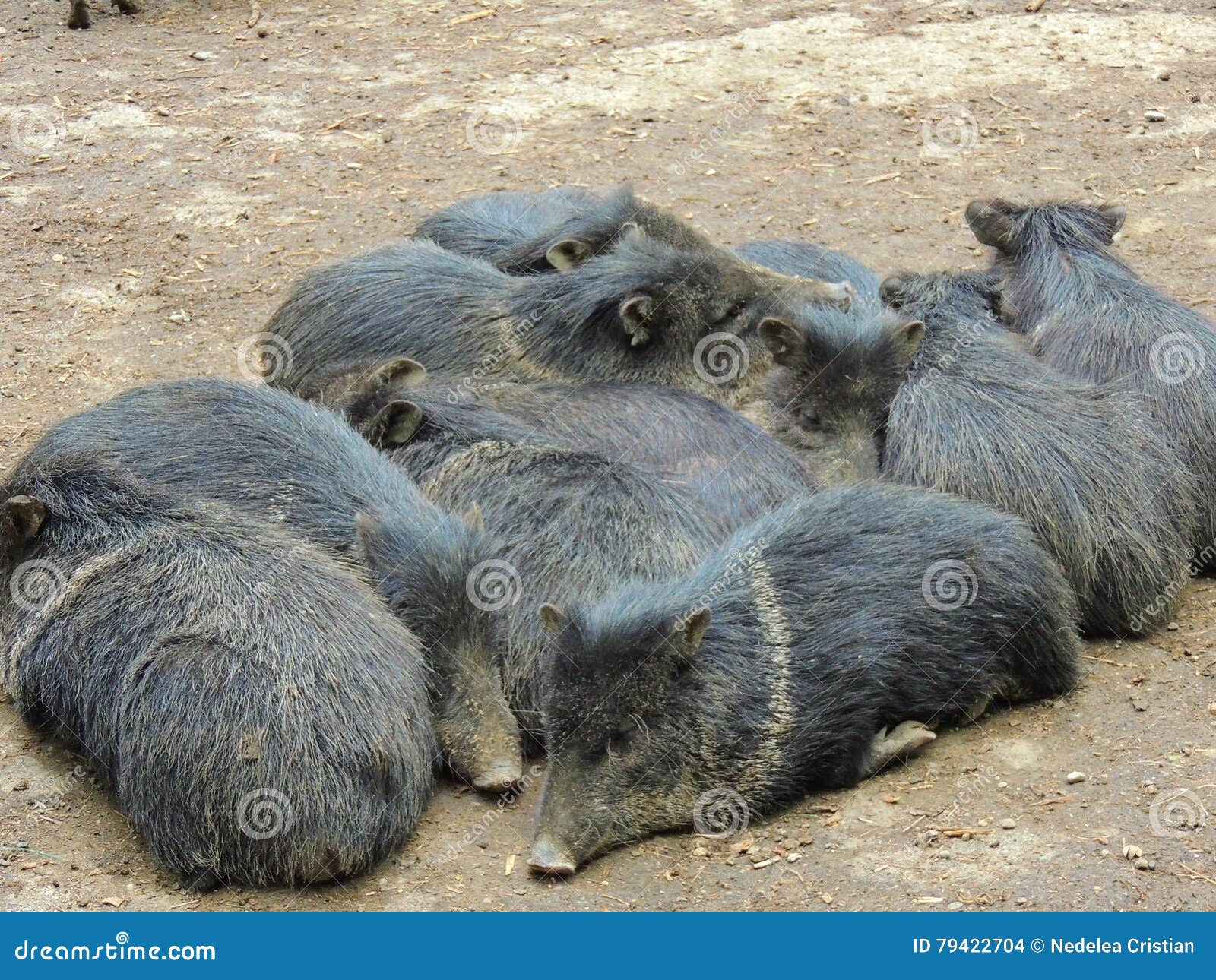 Wild pigs stock photo. Image of nature, animal, pigs - 79422704