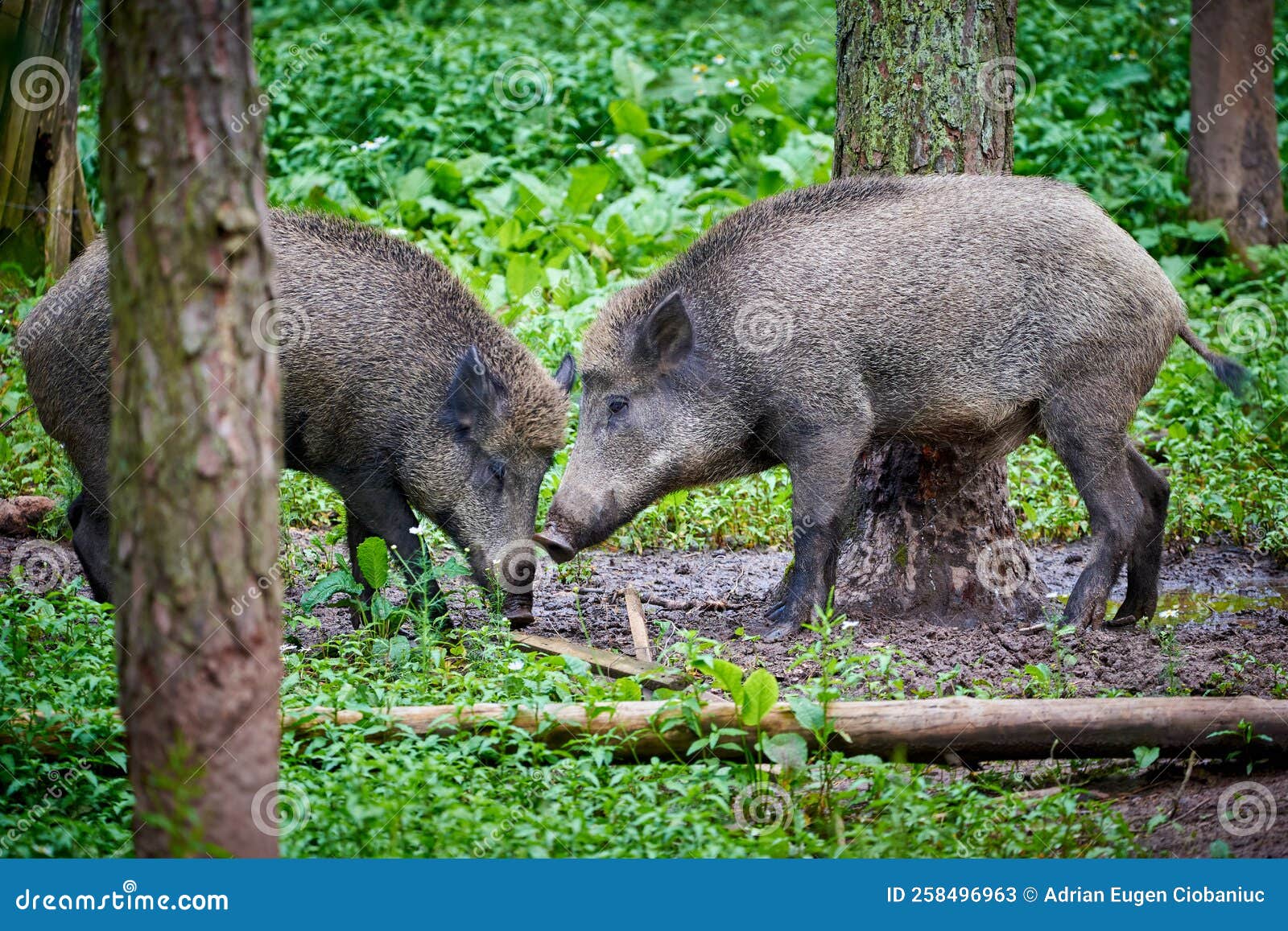 Wild Pigs in Natural Habitat Stock Image - Image of forest, animal ...