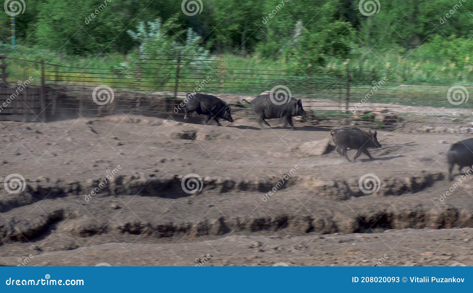 Wild Pigs Run a Herd. Pigs are in the Can Stock Image - Image of herd ...