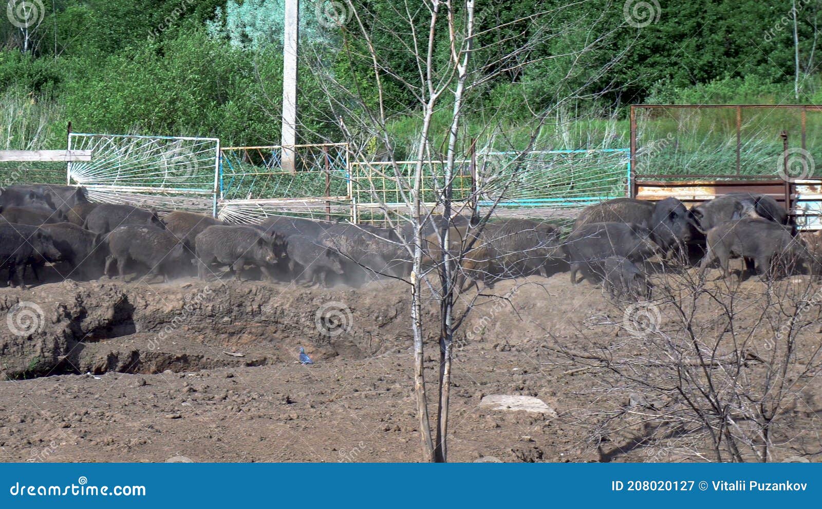 Wild Pigs Run a Herd. Pigs are in the Can Stock Image - Image of speed ...
