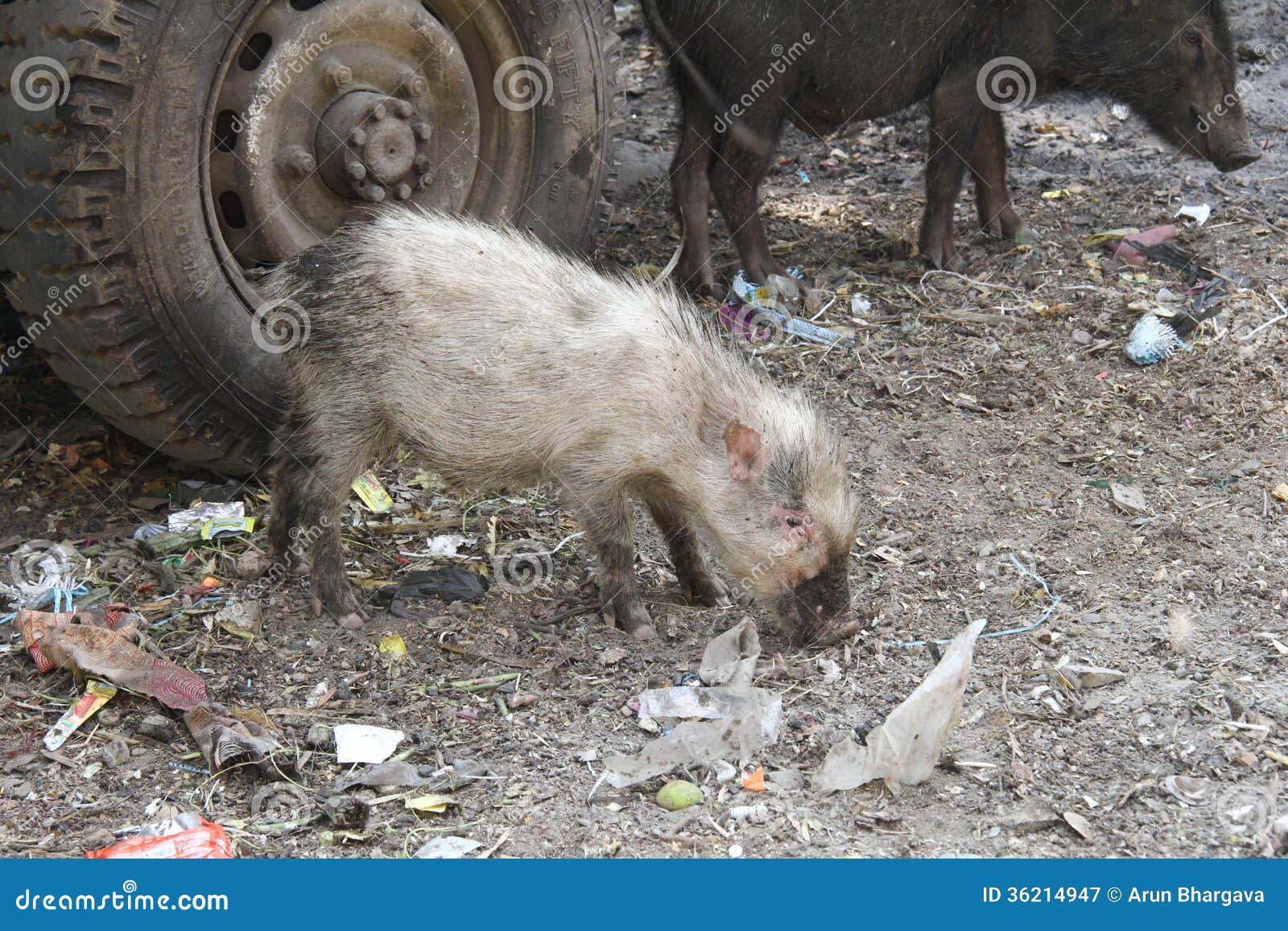 Wild pigs on street stock image. Image of debri, slops - 36214947