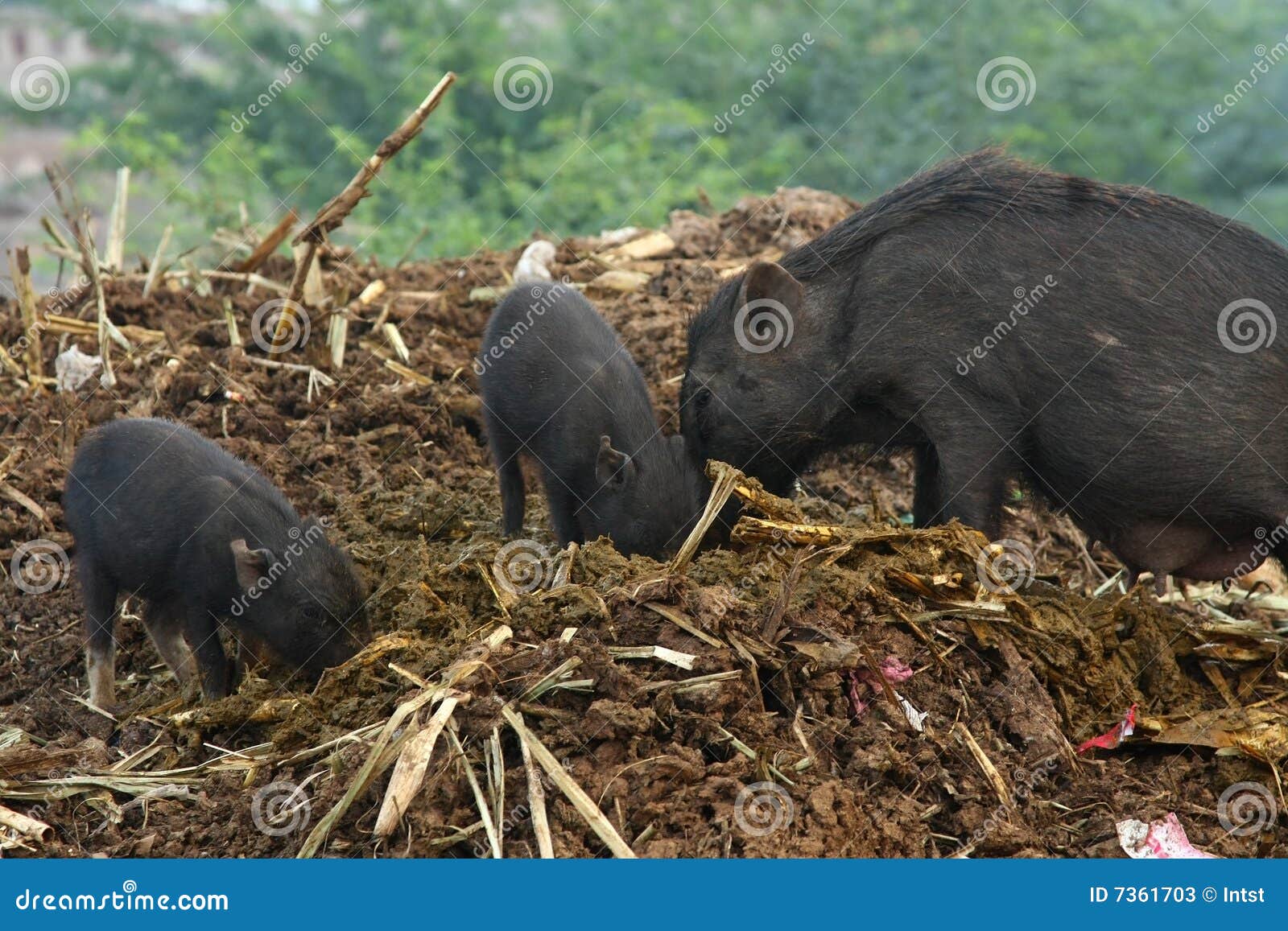Wild Pigs on Street Feeding in Trash Stock Image - Image of mess, aroma ...