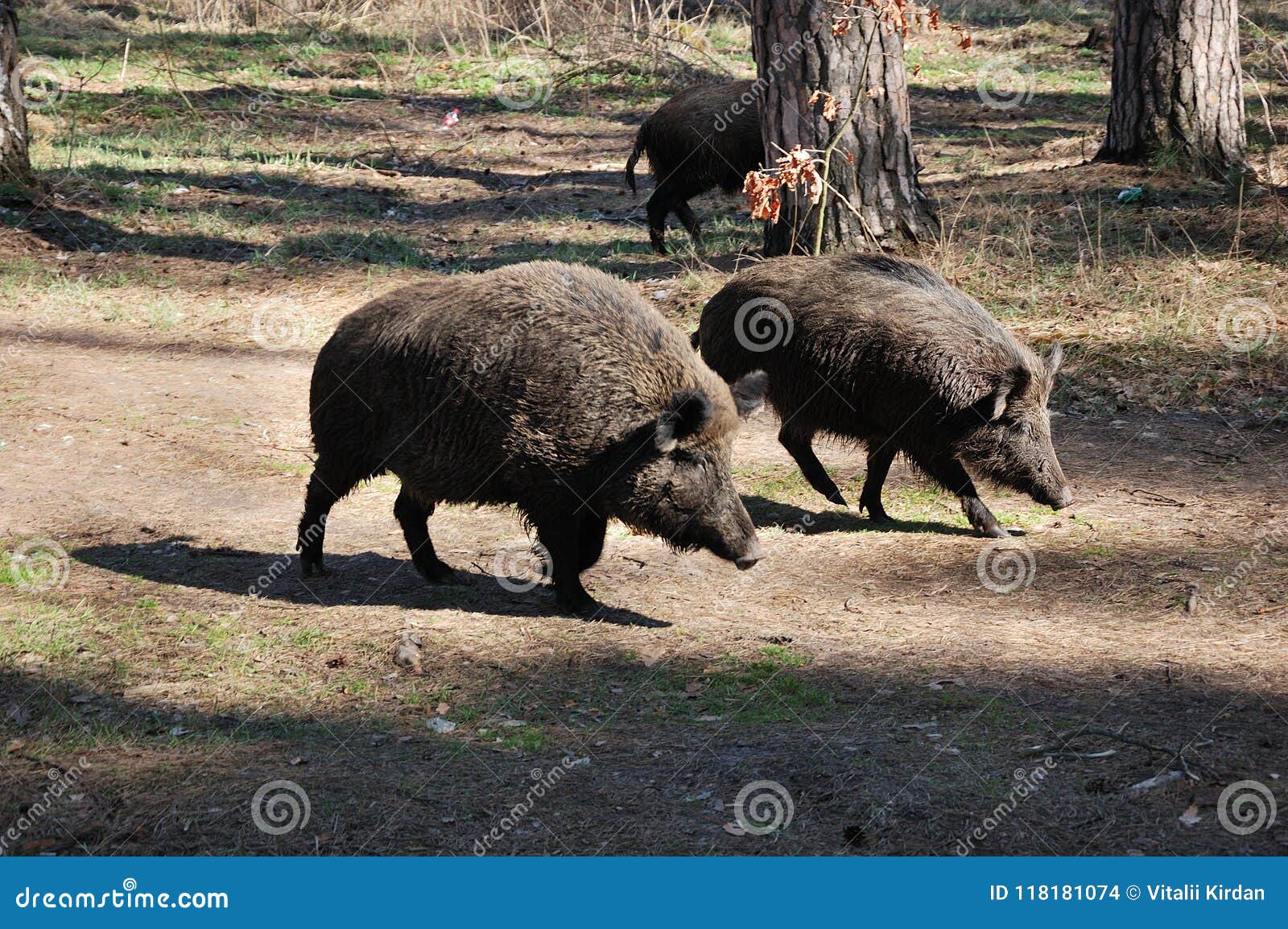Wild pigs are walking stock photo. Image of danger, animal - 118181074