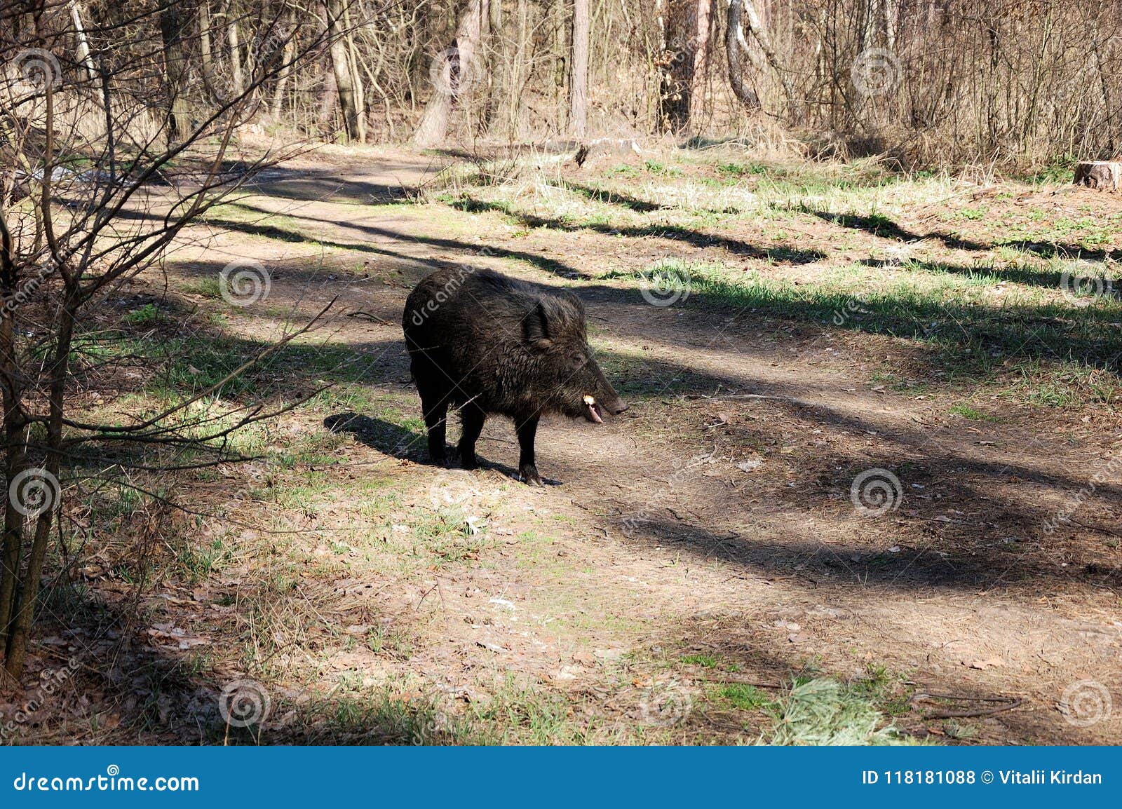 Wild pigs are walking stock photo. Image of environment - 118181088