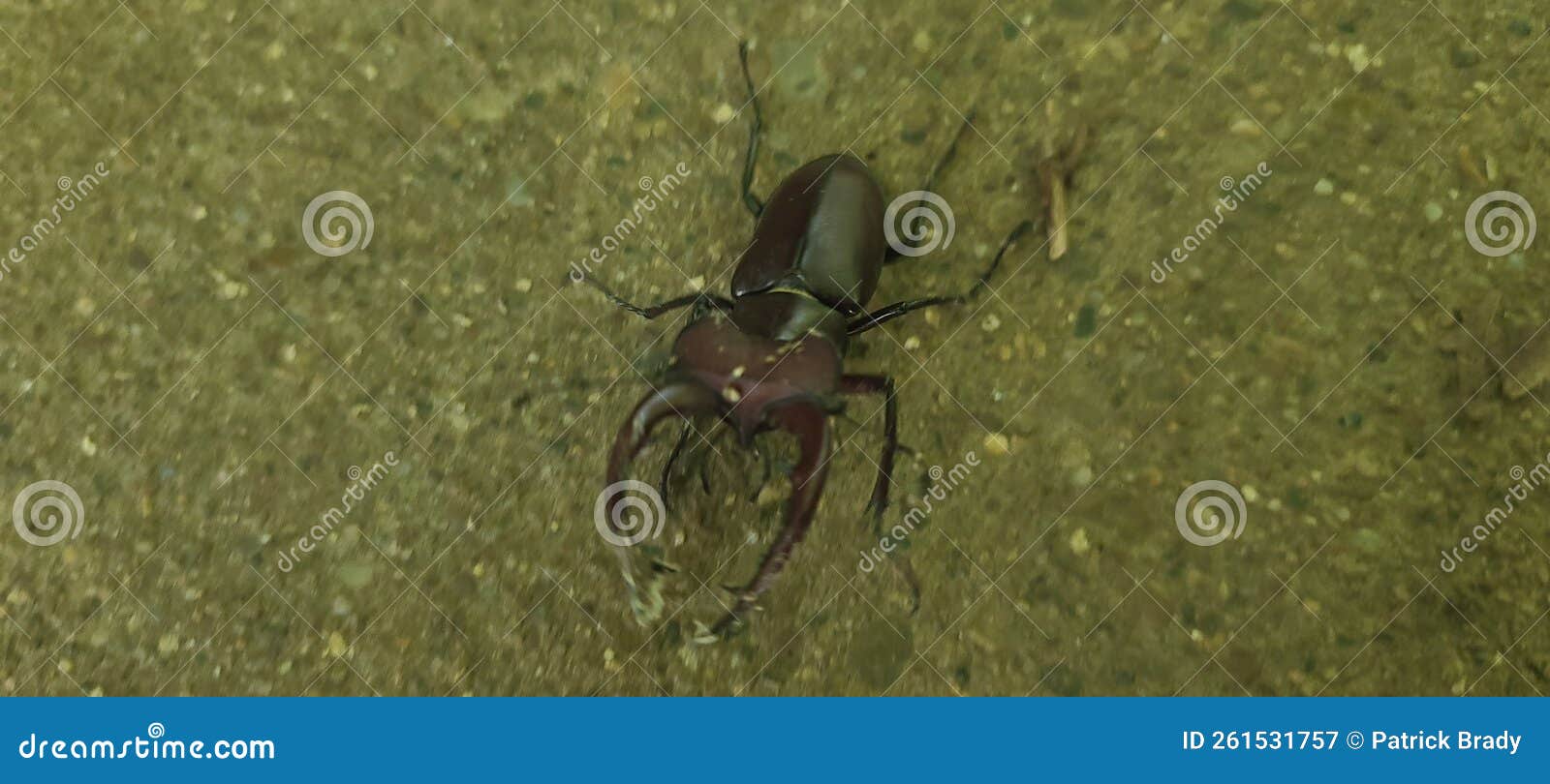 Wild Pincher Beetle stock image. Image of pest, leaf - 261531757