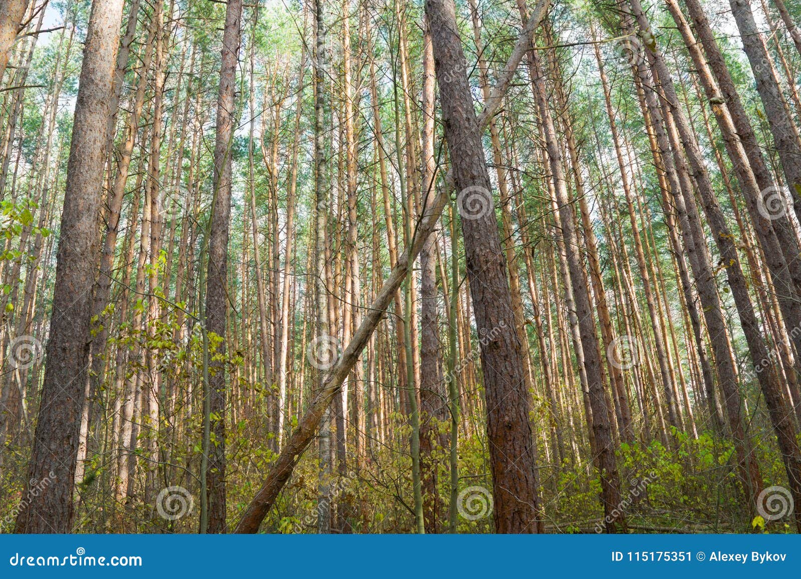 HIgh Pines at Beautiful Day. Stock Image - Image of nature, forest ...